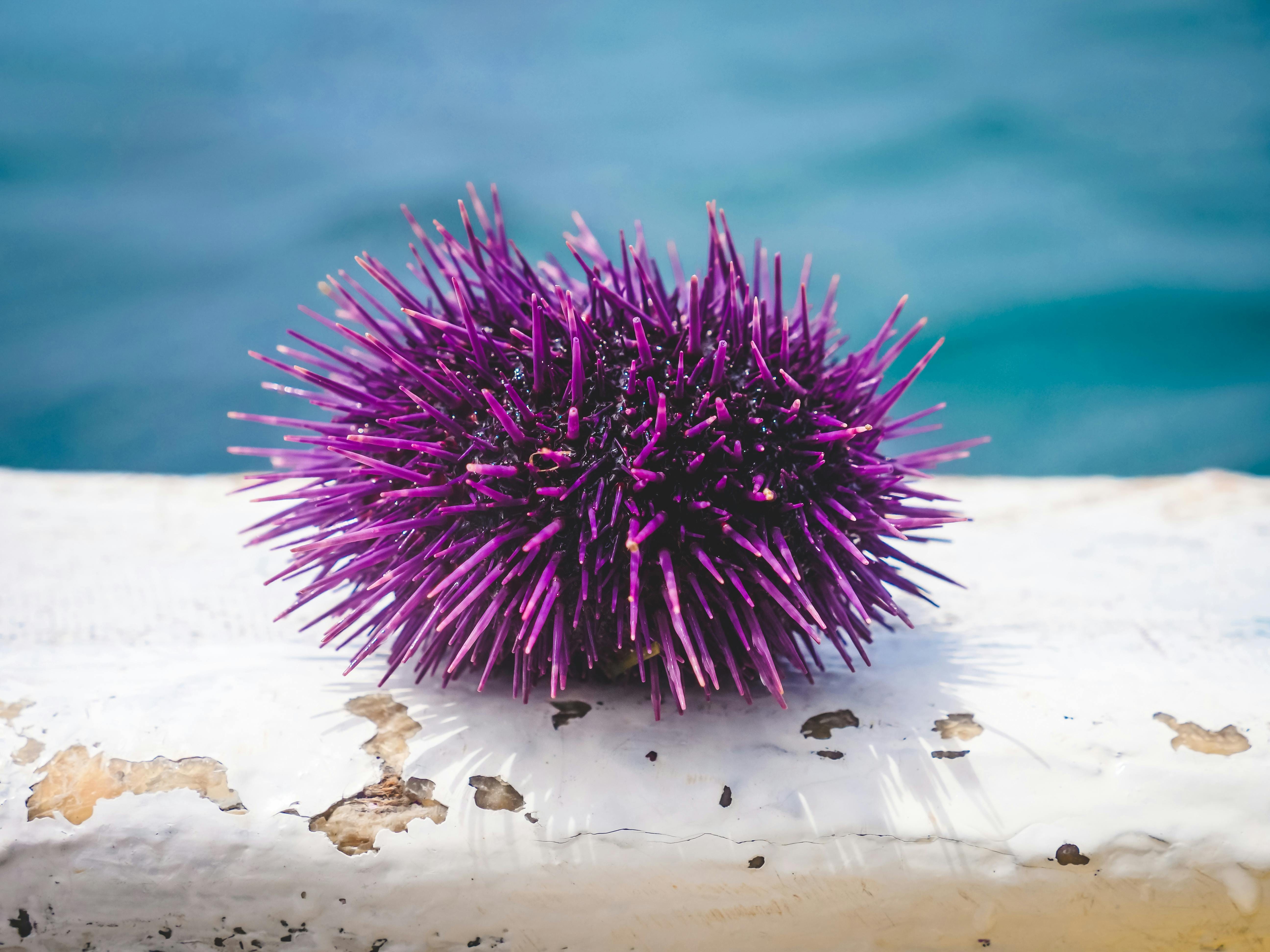 Not an urchin: tales of an aceflux sapphic