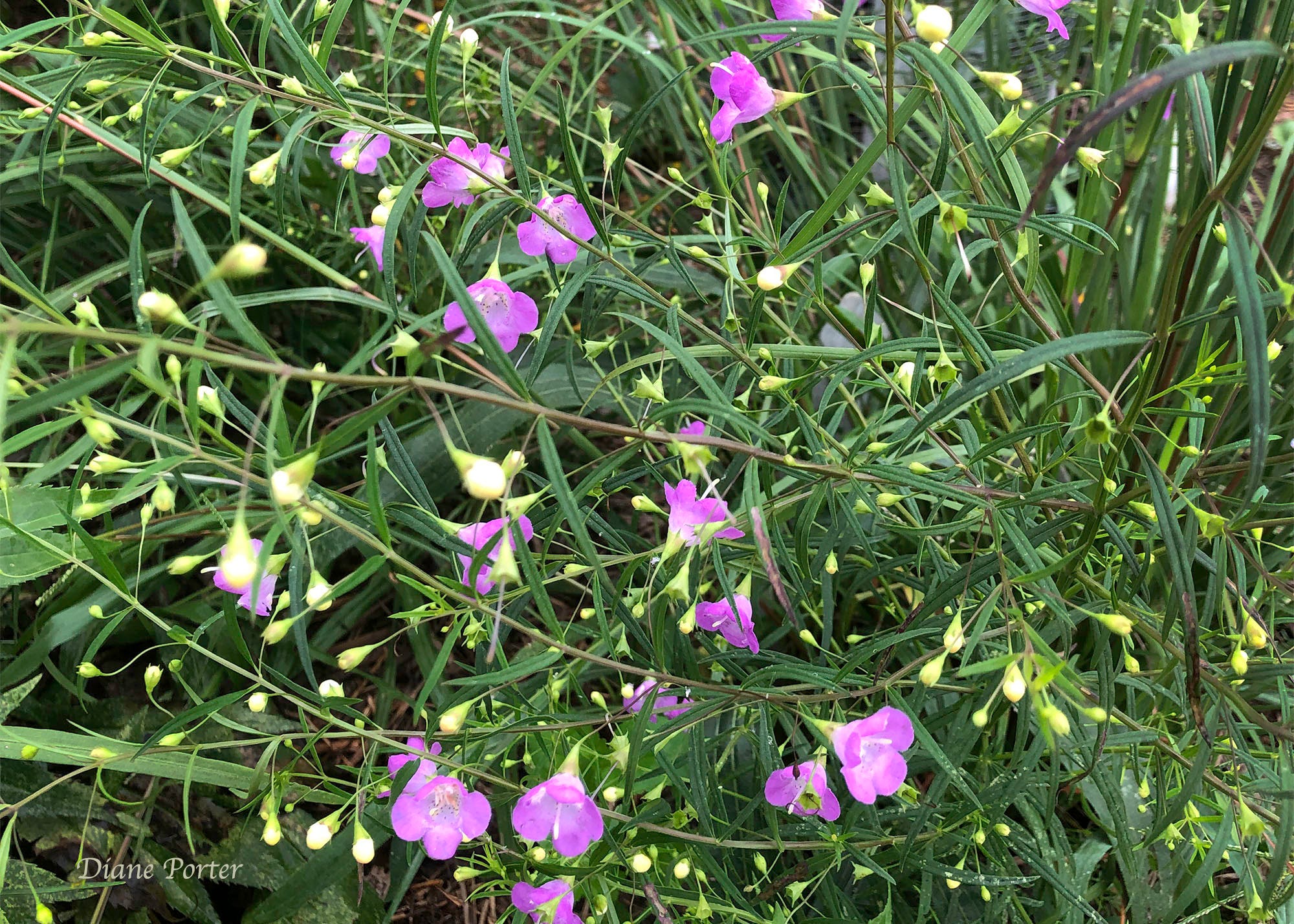 Slender False Foxglove - by Diane Porter - My Gaia