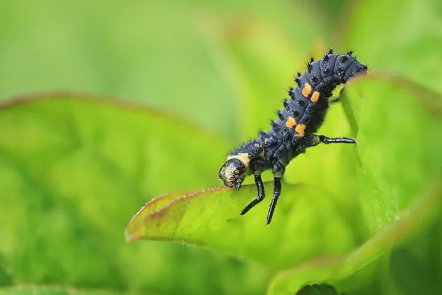 A Summer Ladybug Party - by Dr Margaret Aranda