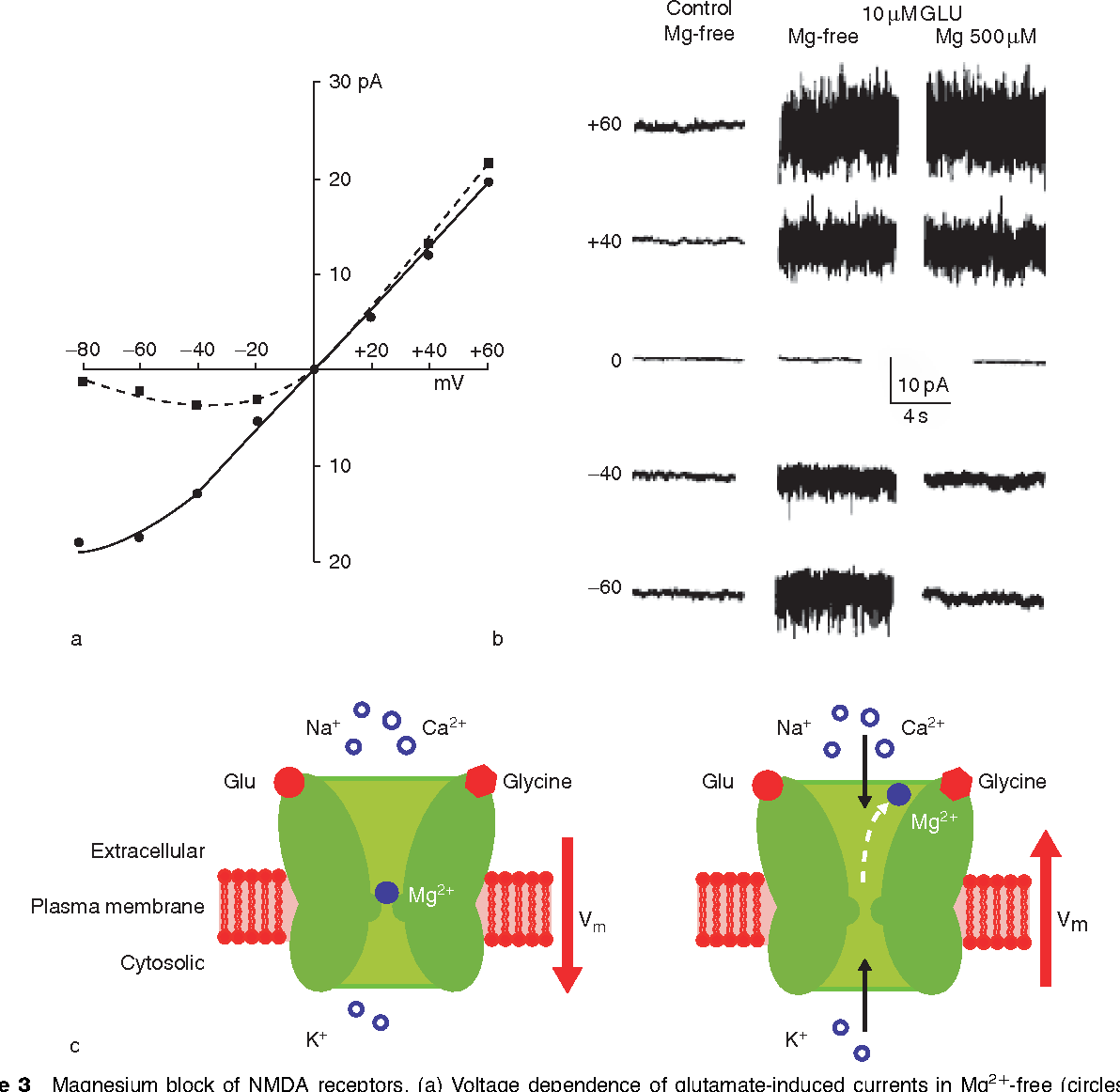 The Connection between Magnesium and NMDA Receptor