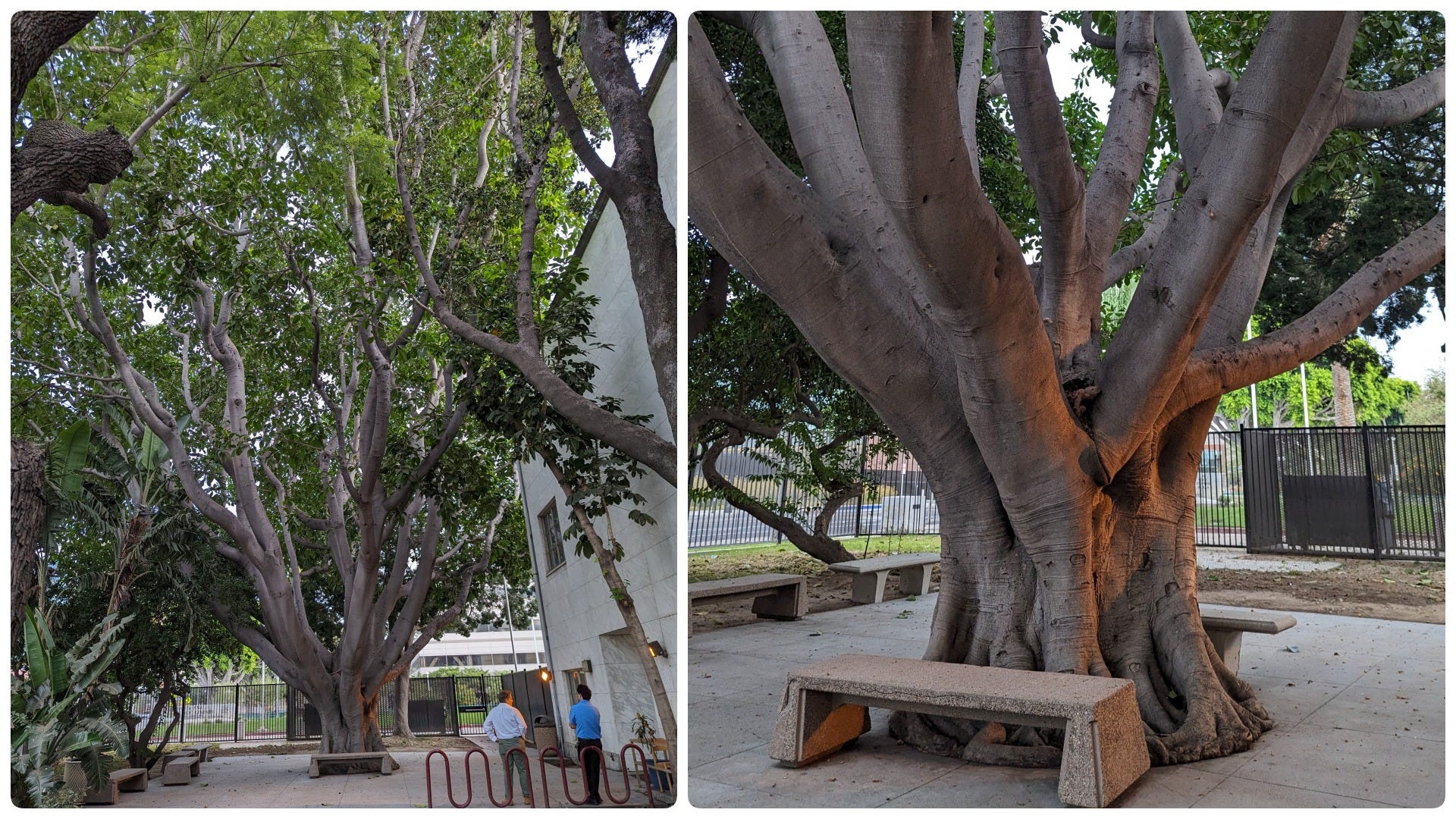 Save the Parrot Tree at Santa Ana Main Library