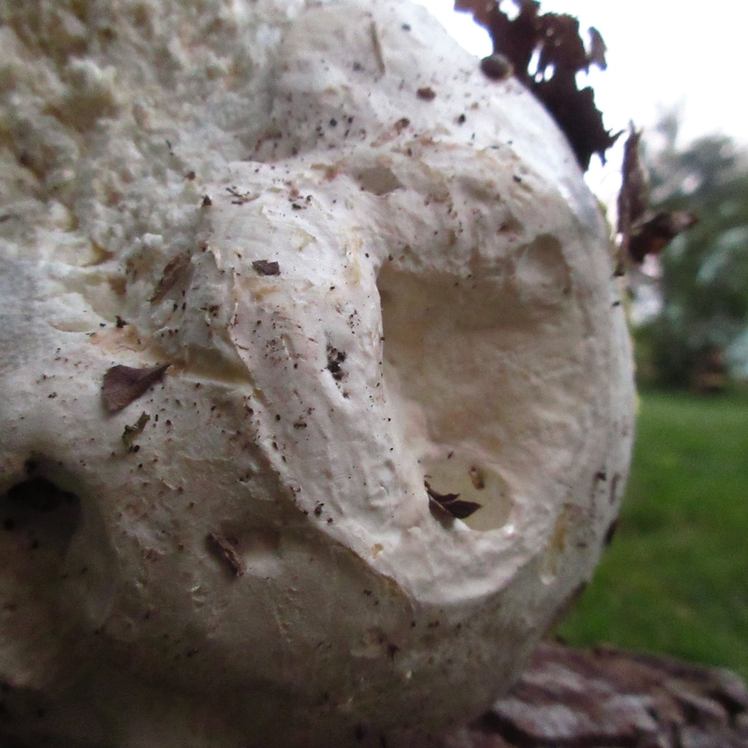 Baby Mushroom Skull Hunting - by Elliot Lessing