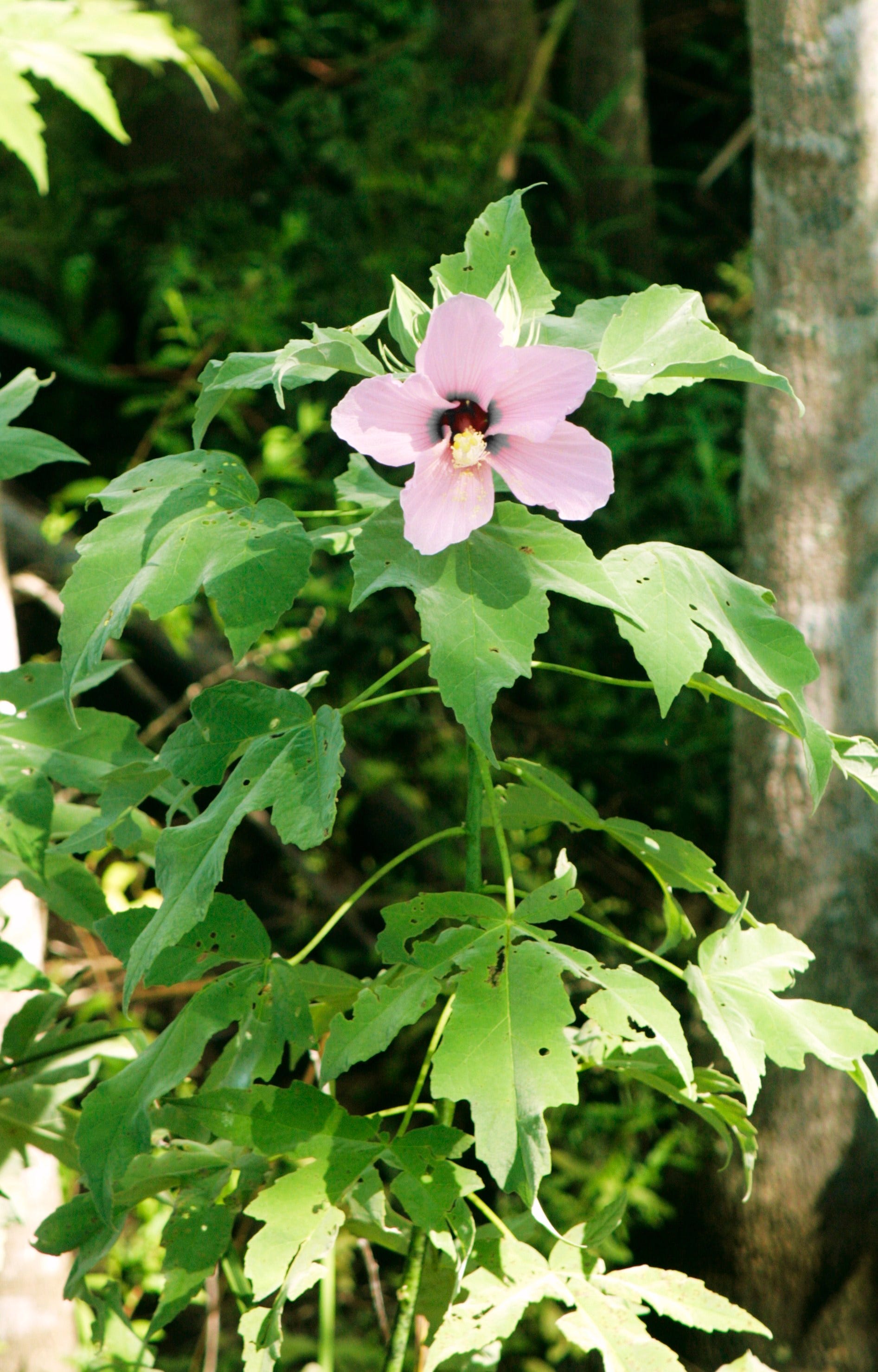 Feast of Flowers part 2 - by Jim Draper - Jim’s Substack