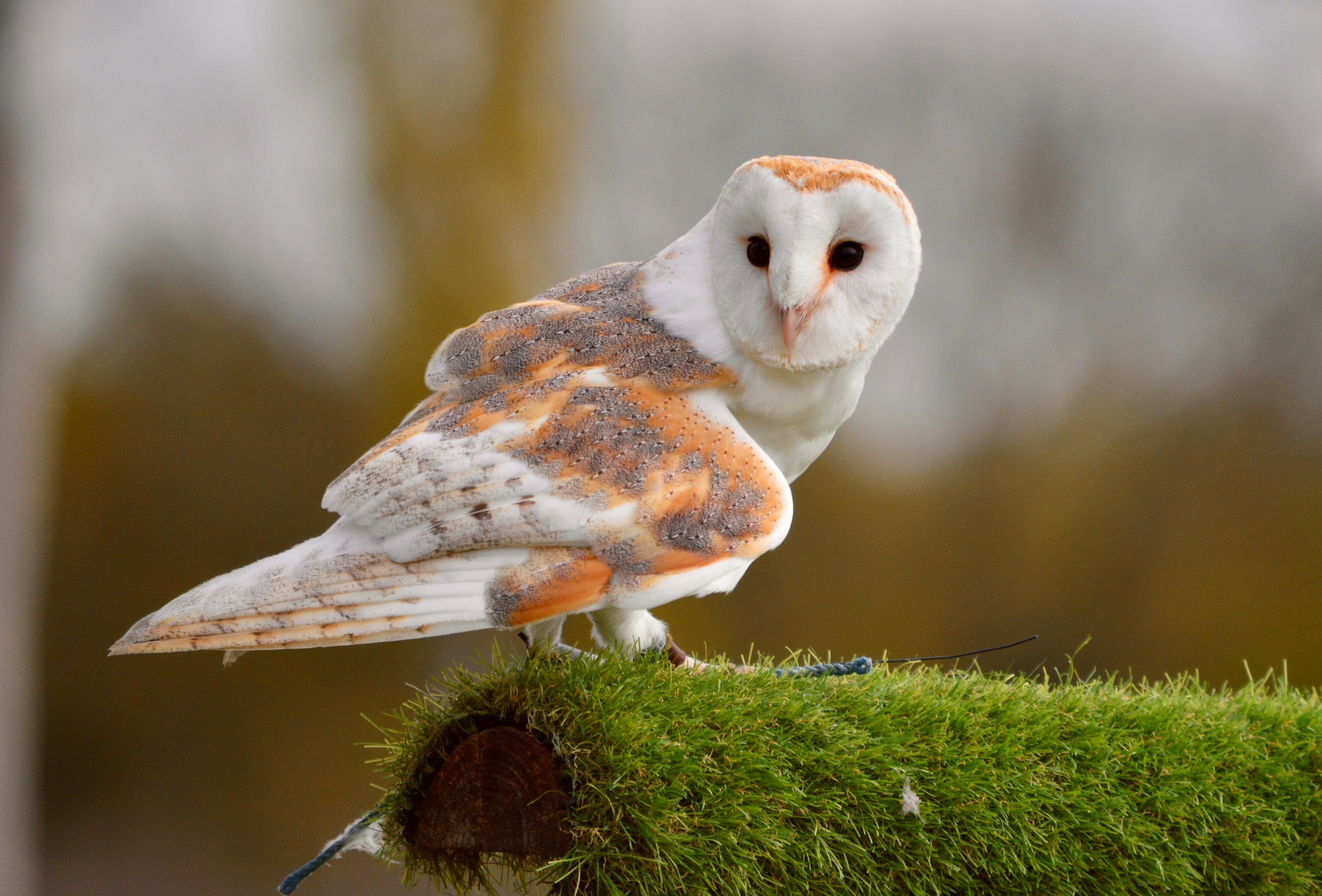 Owls can look to the left by turning their heads to the right