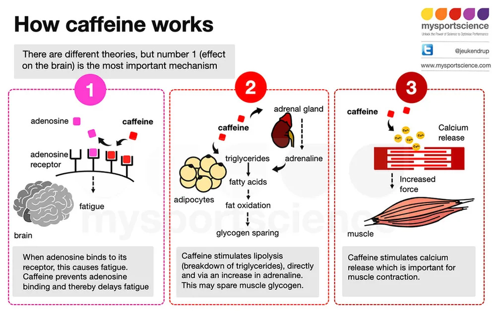 Busting common myths about caffeine - by Brady Holmer