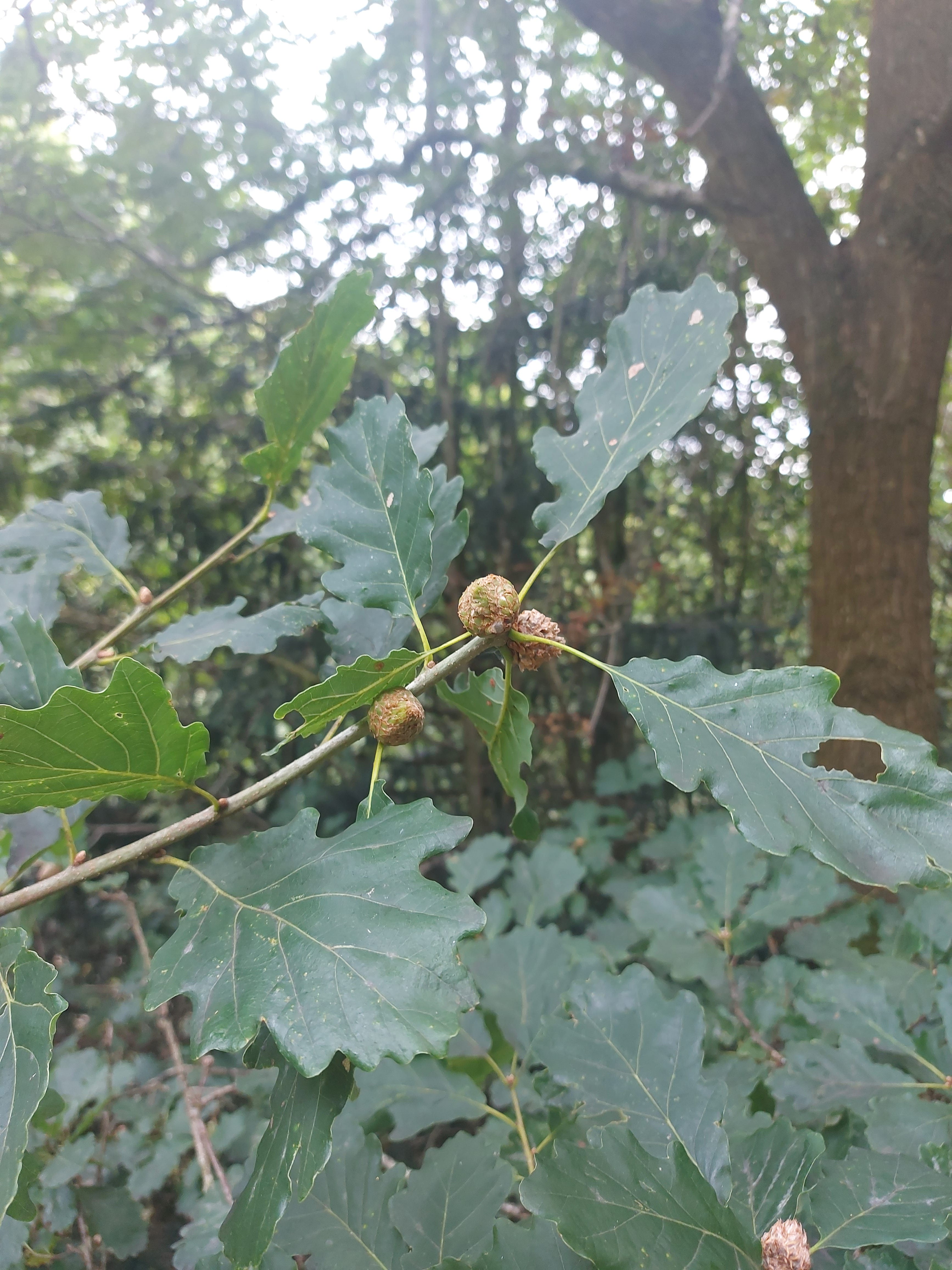 Potted plants and oak trees - by Belinda Vigors