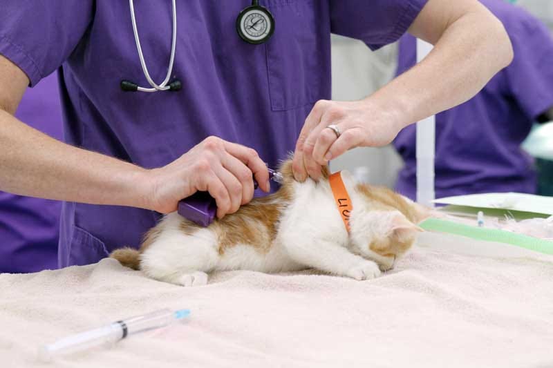 Microchips for animals - Natural Vet