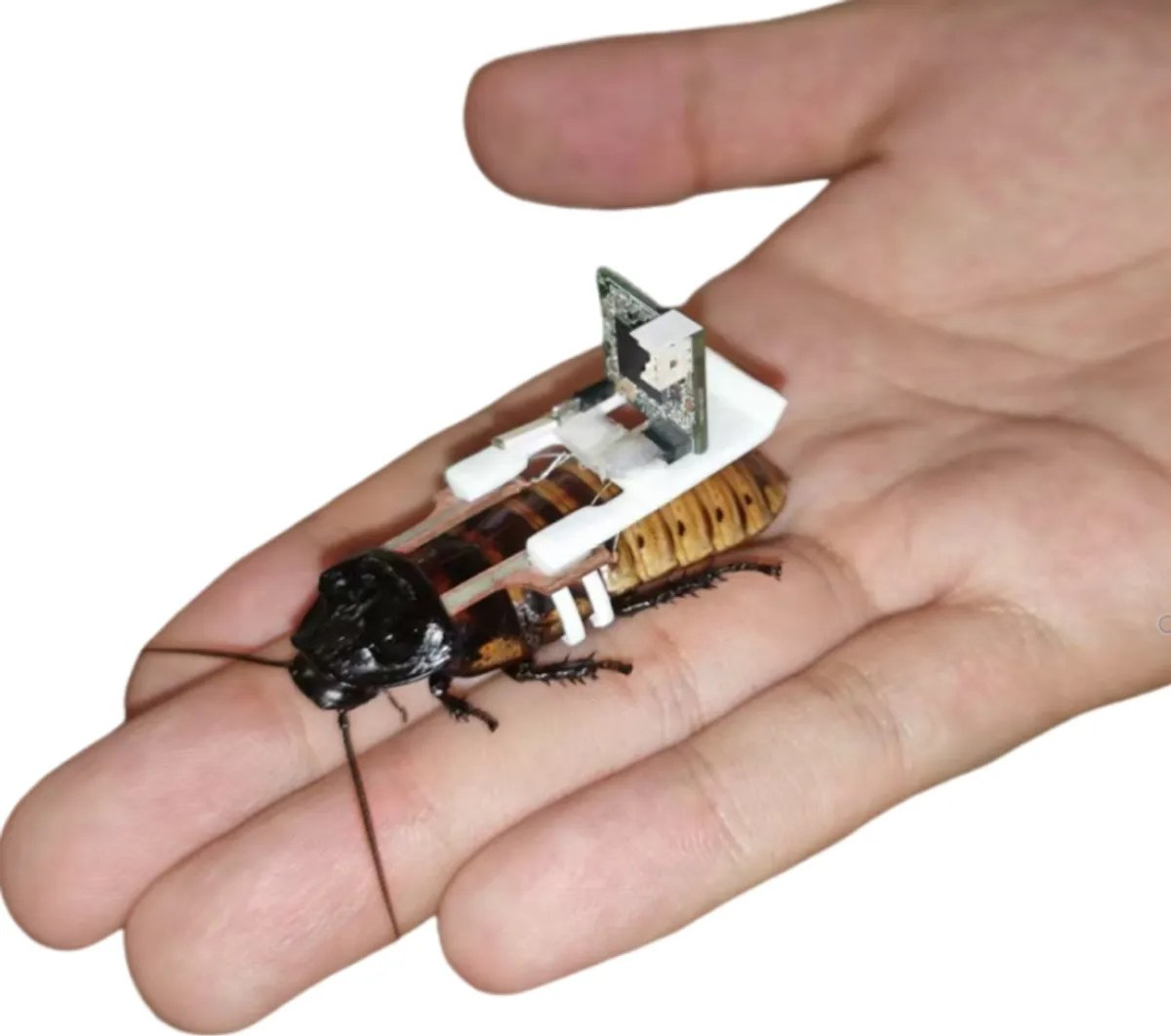 Cyborg-Insect Factory is a real machine that turns cockroaches into robots
