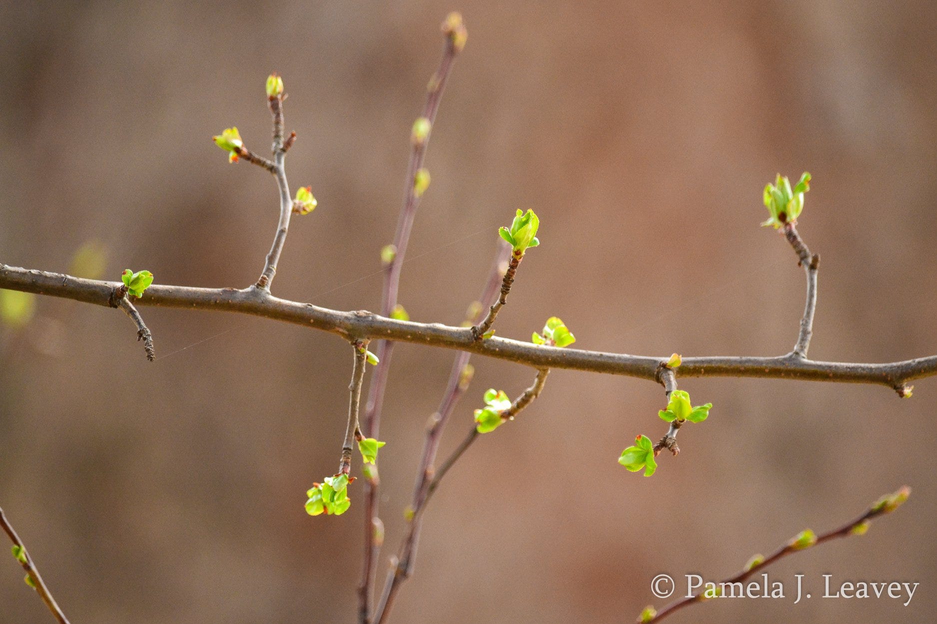 Poem Of Day: Invisible