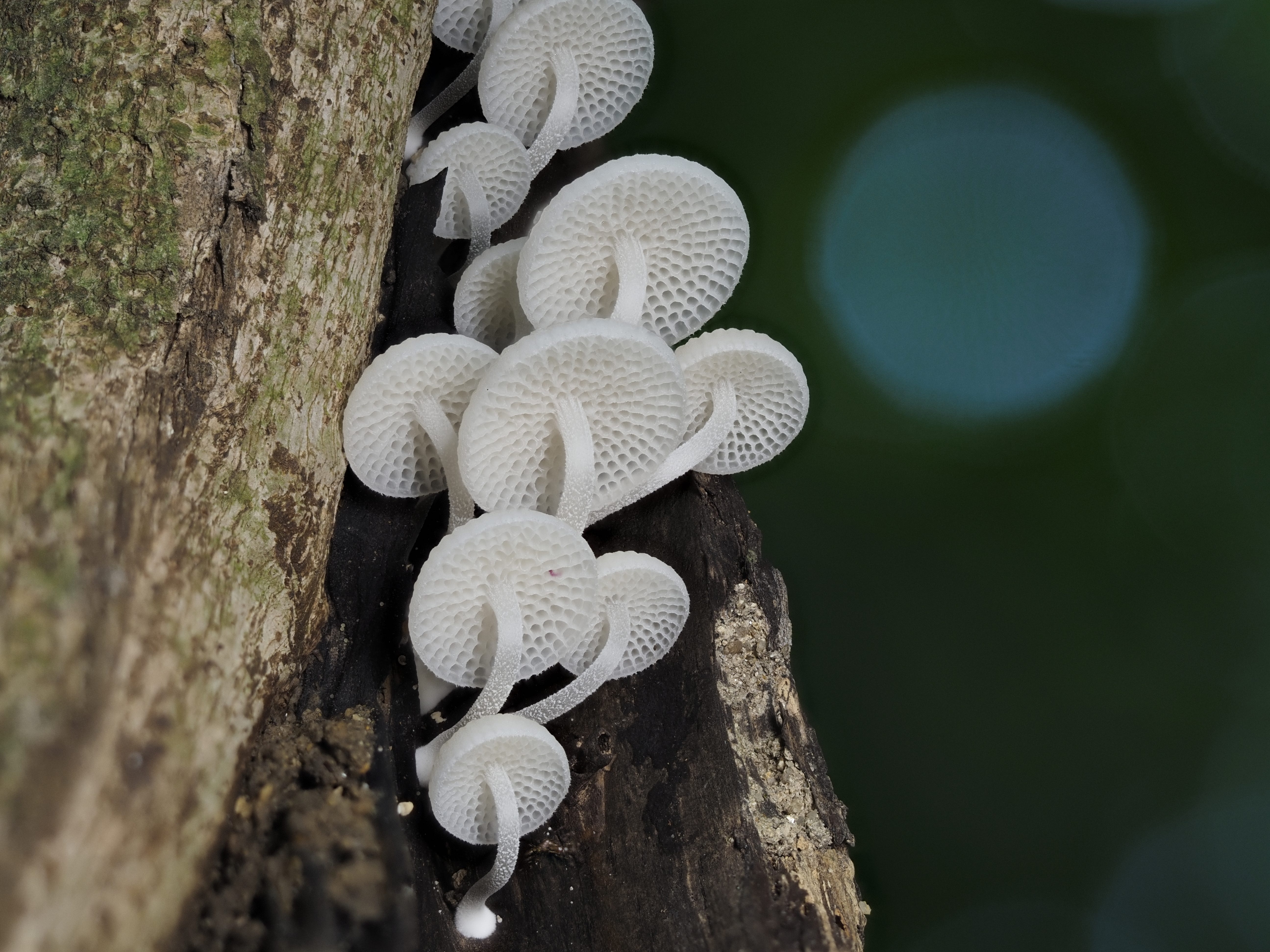 A Luminous Porecap and Other Fungi in Kuala Lumpur