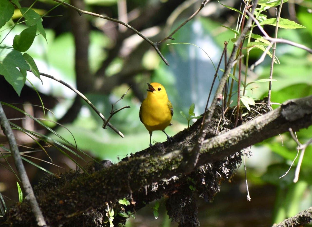 Stalking the golden swamp bird - by Gabe Popkin