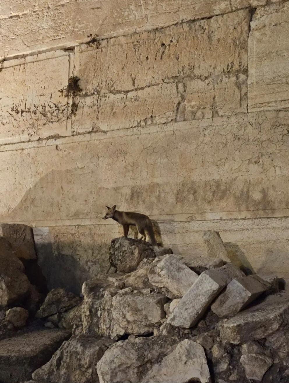 The Fox, the Skeptic, and the Politics - by Natan Slifkin