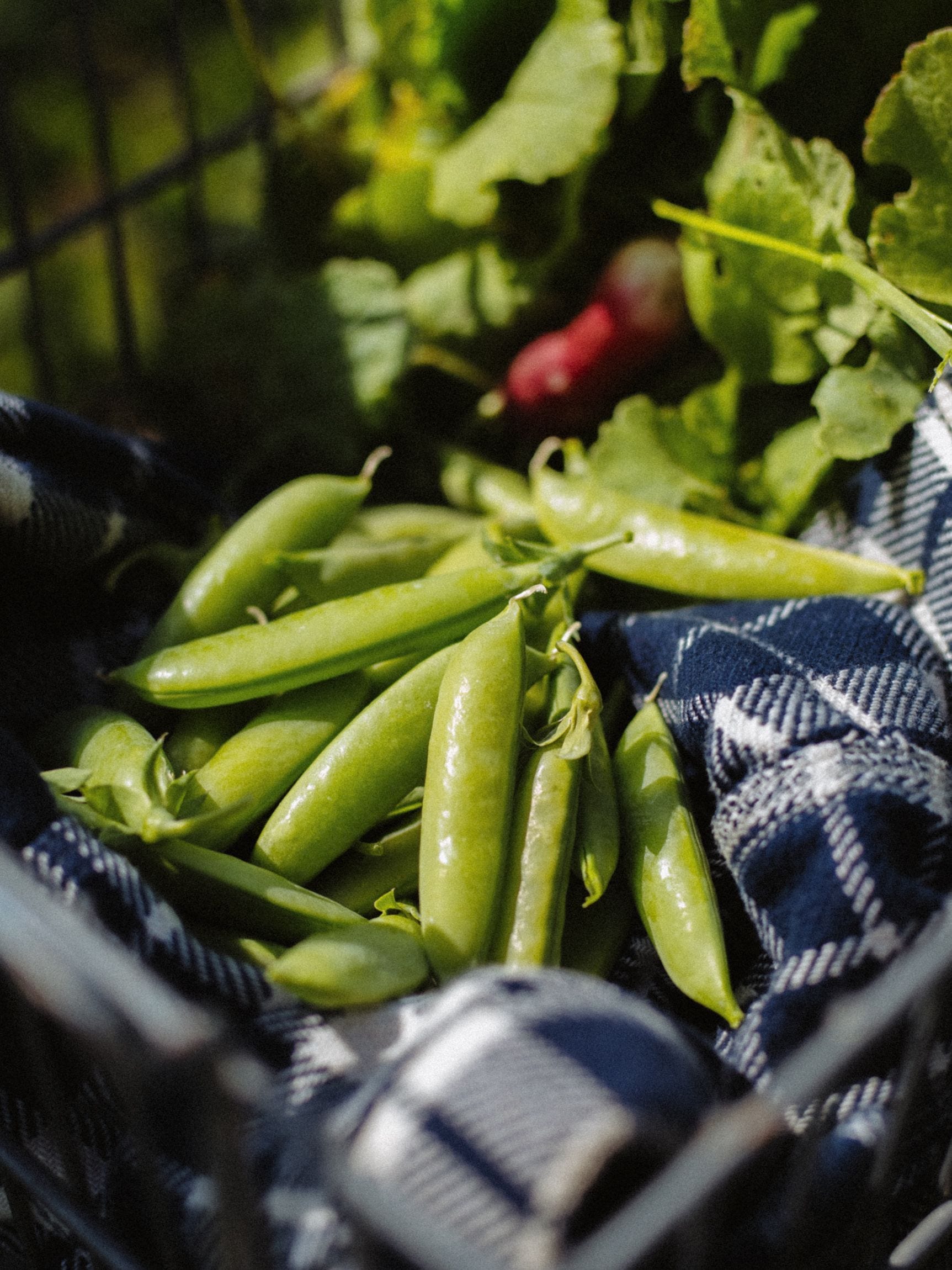 Give Peas a Chance - by Sam Rogers - Sam Loves The Market