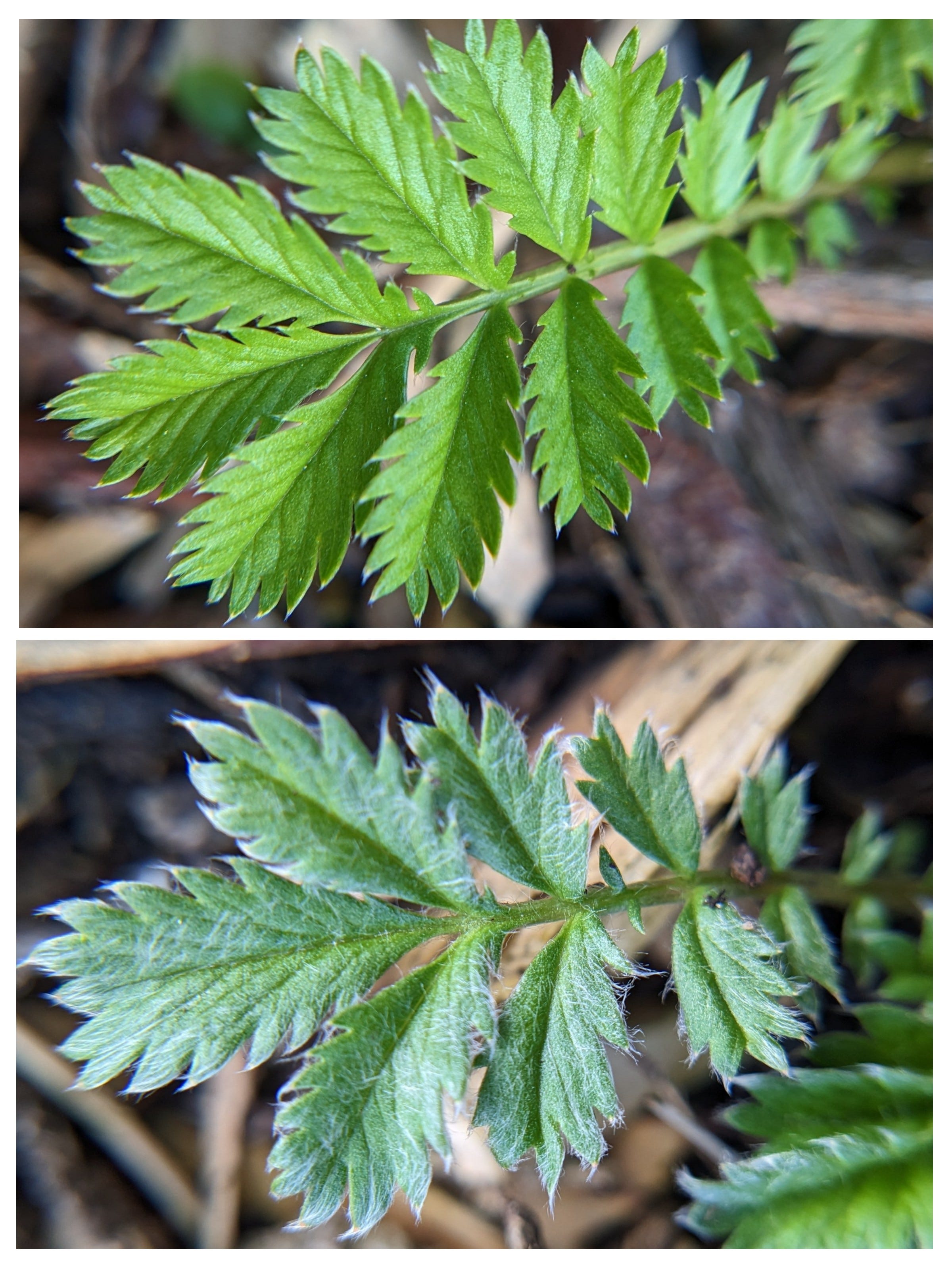 Silverweed Progress Report #4 - by A. Potentilla