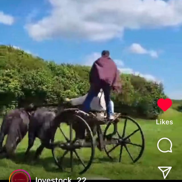 The Forgotten Horses of Tuamgraney - by Siofra O'Donovan