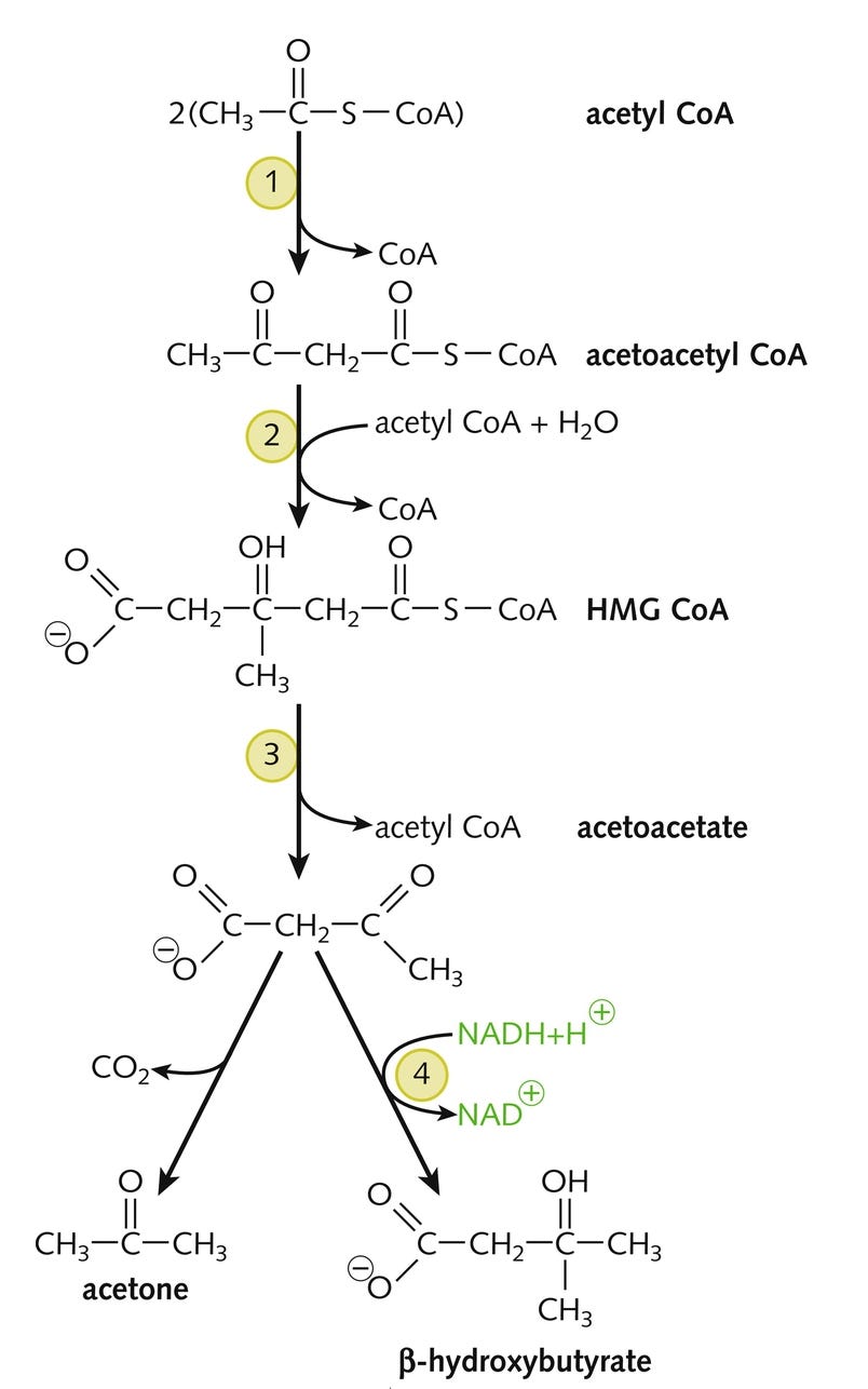 The Arrow #135 - by Michael Eades - The Arrow