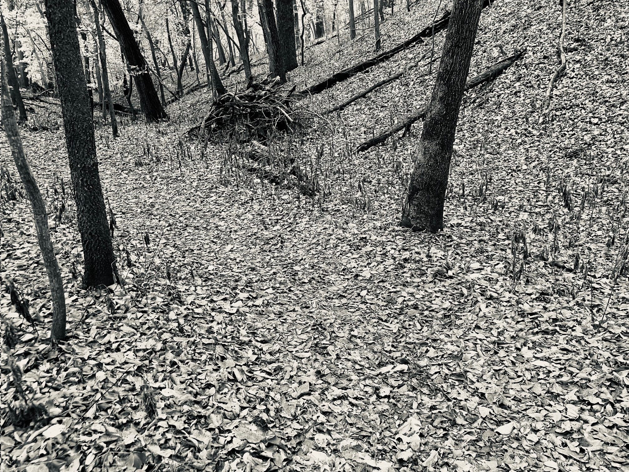 PART II: Michelle Foss on Fontenelle Forest's mosaic of wild habitats