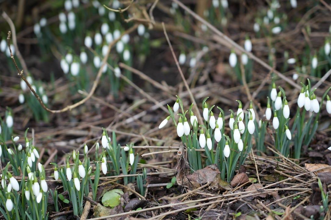 PETAL, SEPAL OR TEPAL?