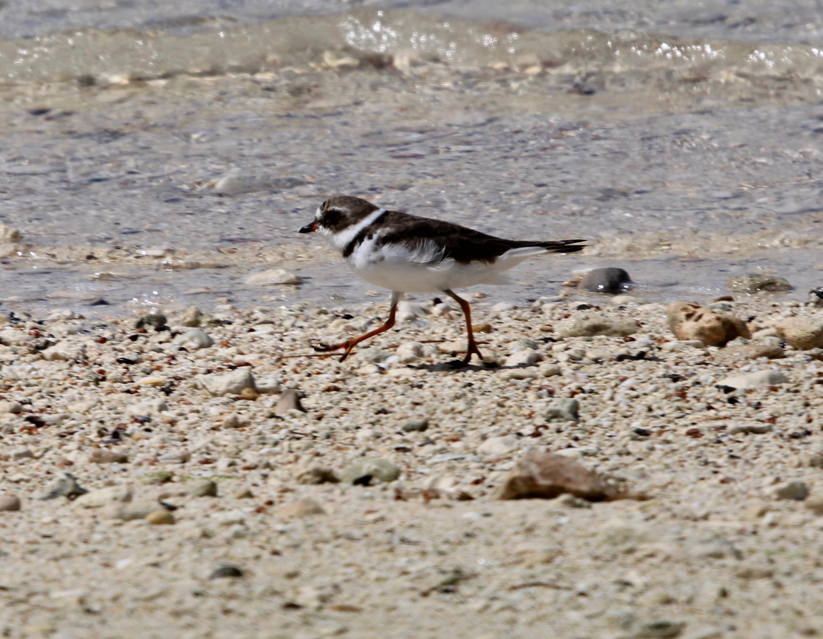 The beautiful birds of Eleuthera - by Bob Dolgan