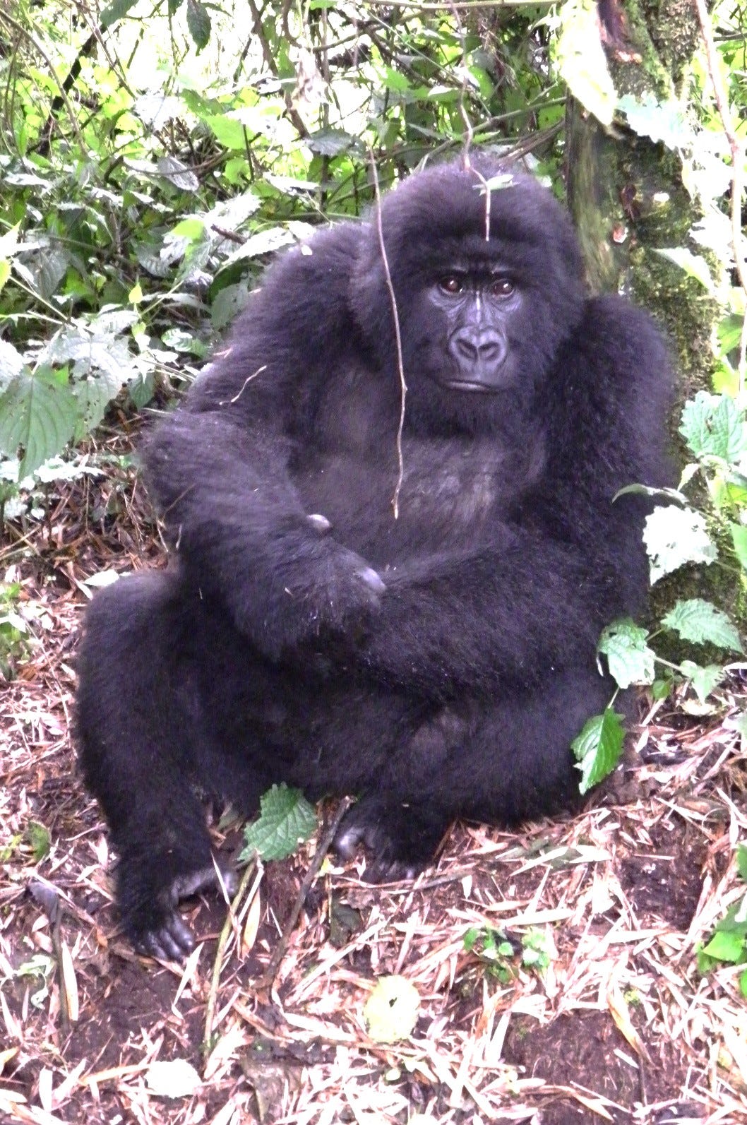 The Largest Primate on Earth - by Marilyn Karr