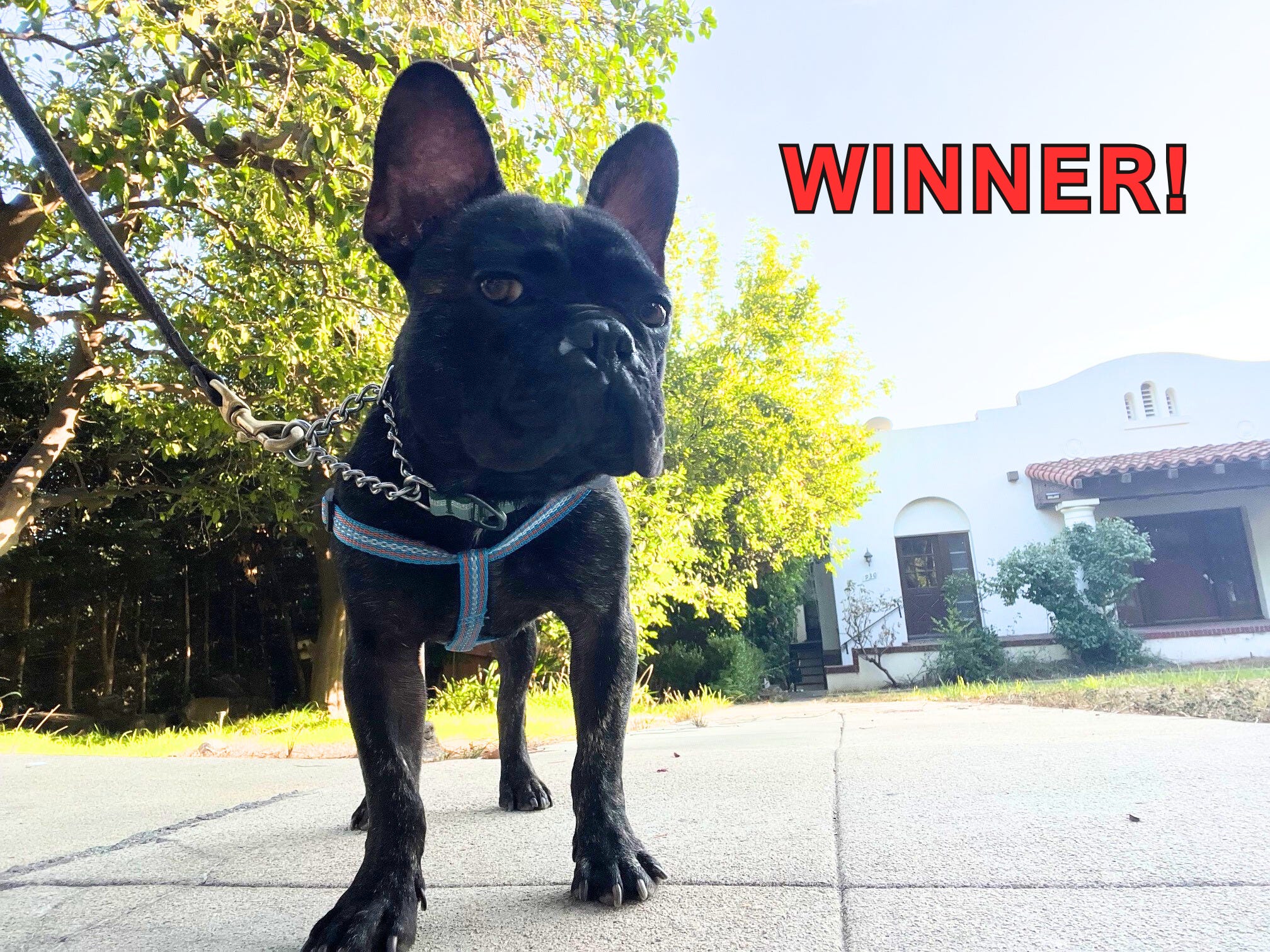 Looking Back and Looking Ahead - Animal Michael Lane