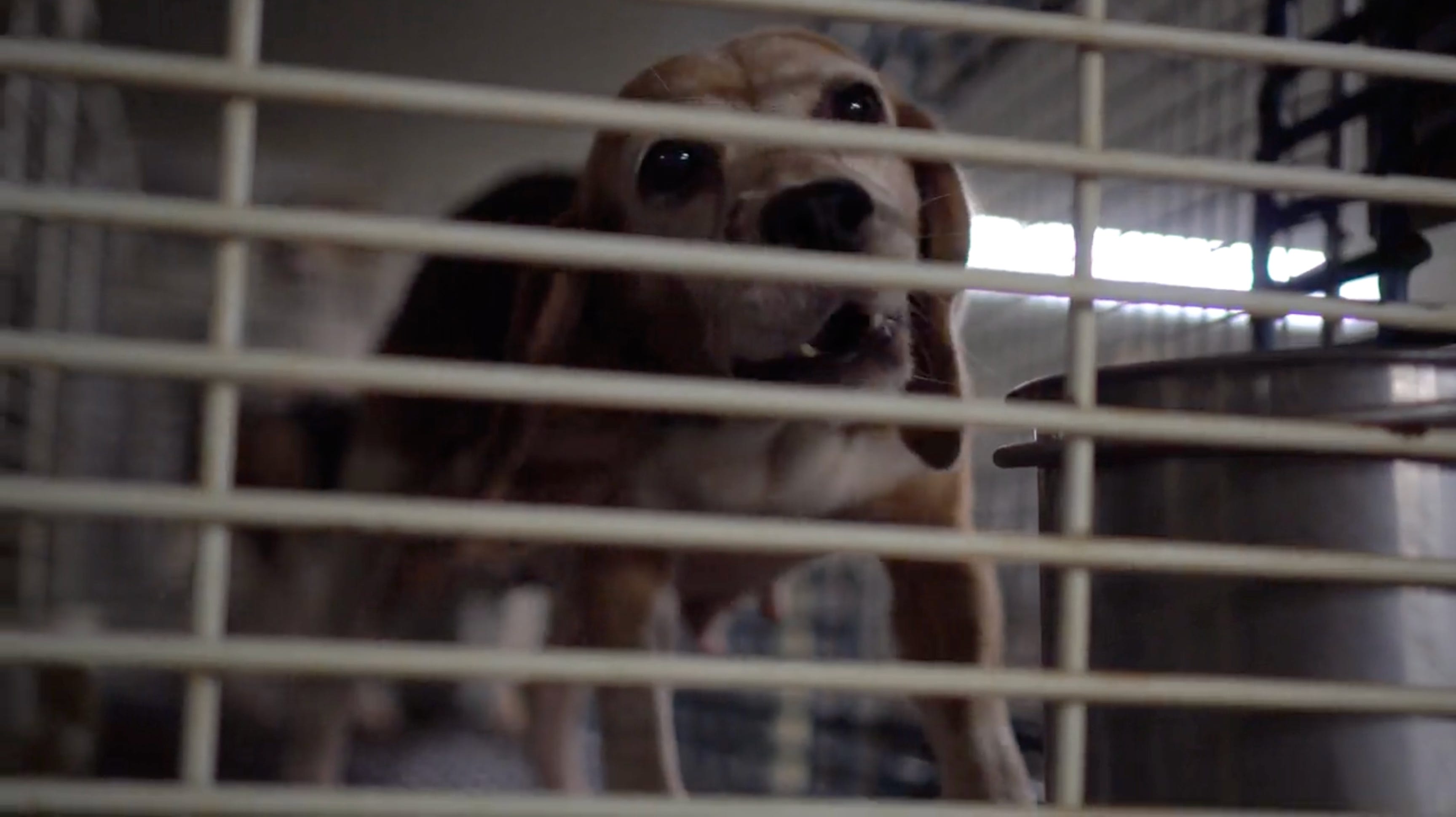 The Barbaric Industry of Laboratory Dog Testing