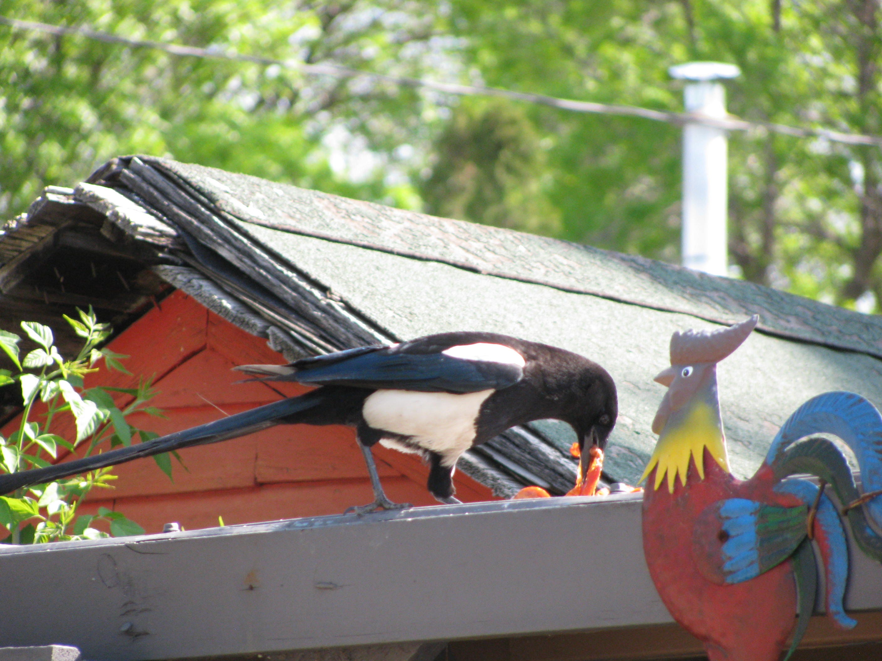 Magpies: Friends and tricksters - by Constance Brissenden