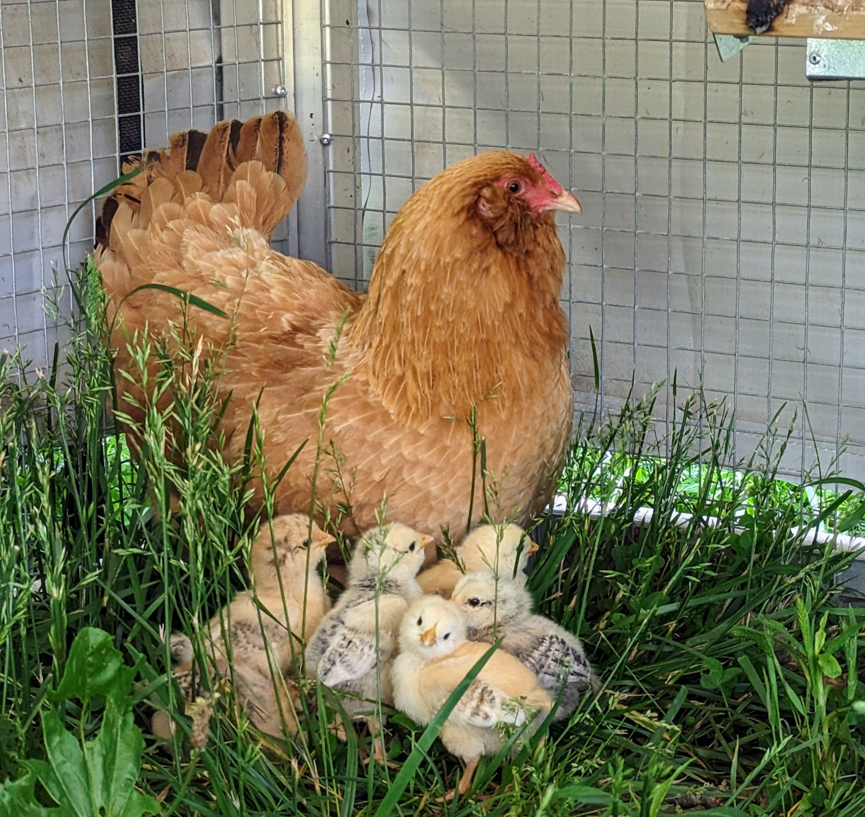 Ready To Read Some Chick Lit? - by AC Shilton