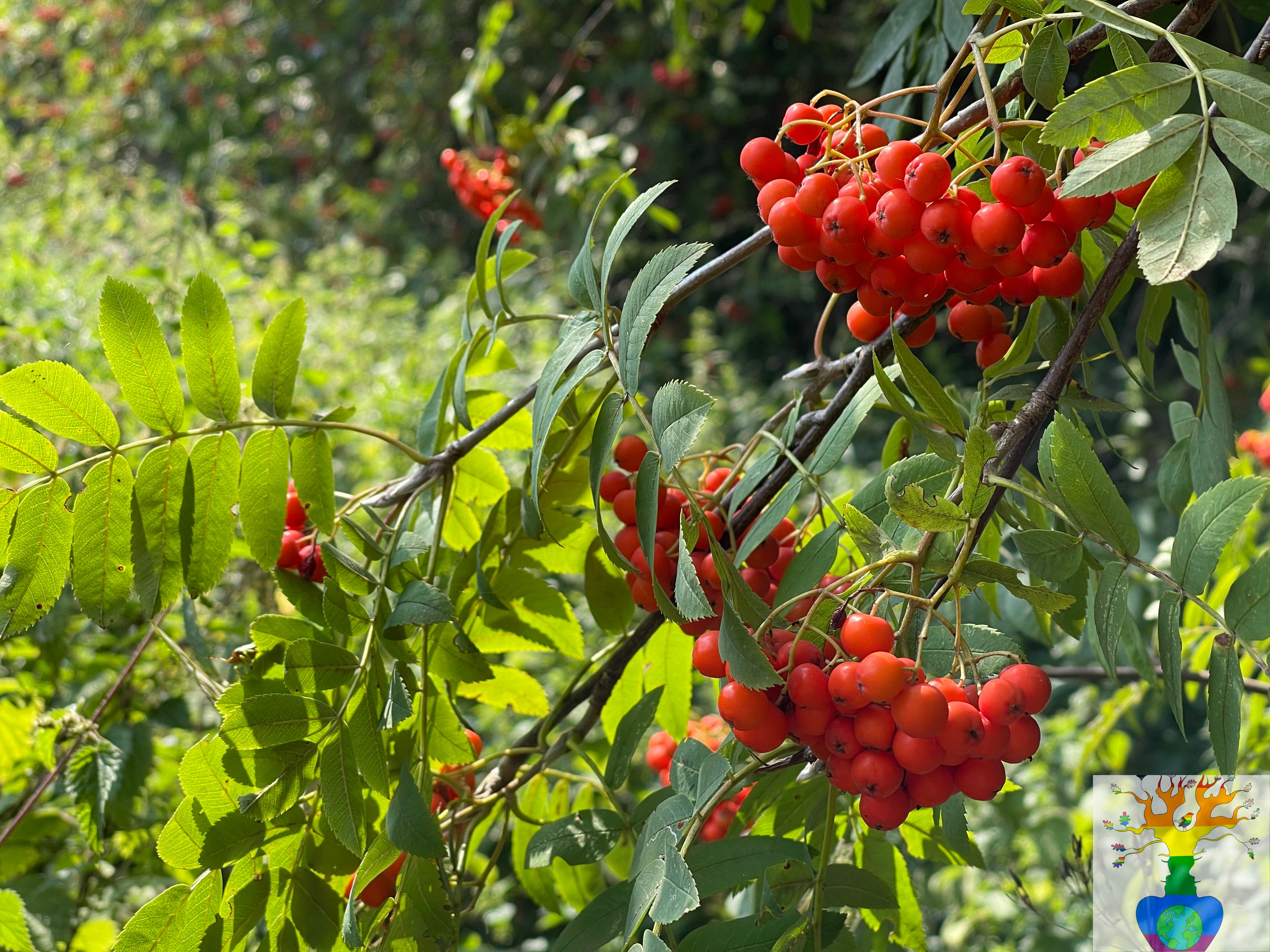 Rowan and The Celtic Tree Calendar - by Amanda Claire Vesty