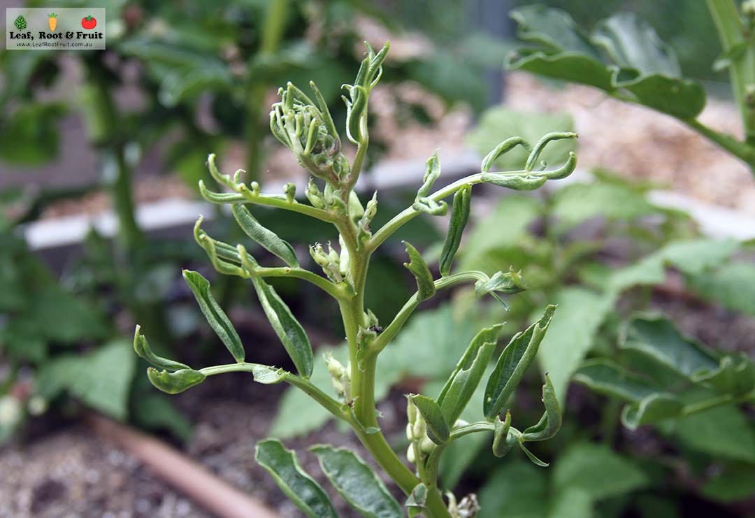 Common Problems in the Vegetable Patch - by Duncan Cocking