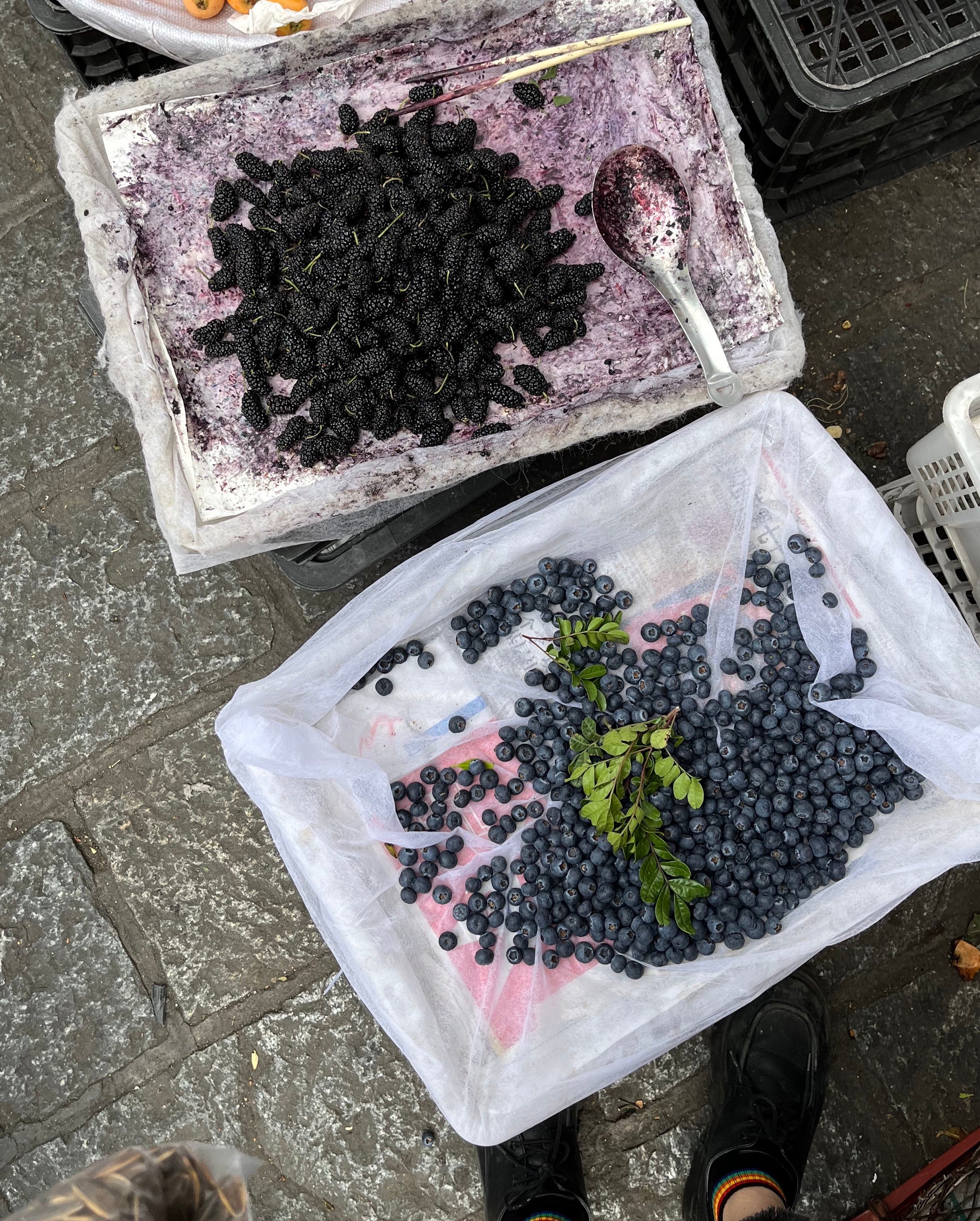 From the fruit files - by Hannah Che - Little Soybean