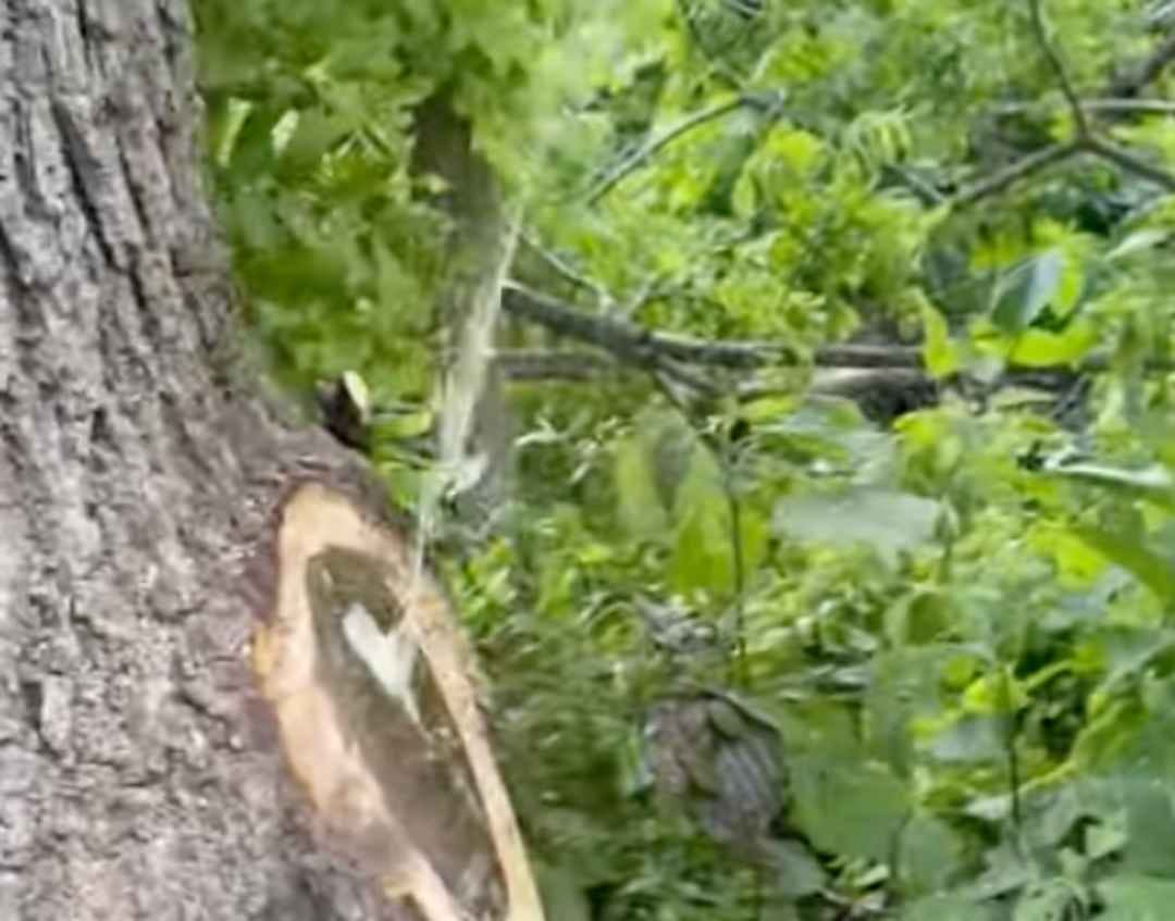 Ever seen a tree shoot water? Here's why it happens