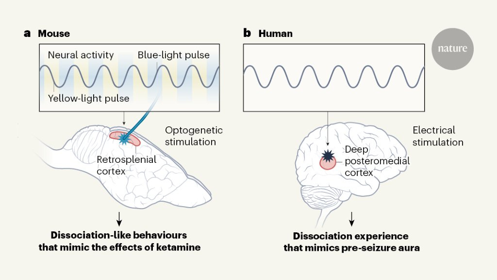 What is Psychological Identity? | Part IV: The Neuroscience of ...
