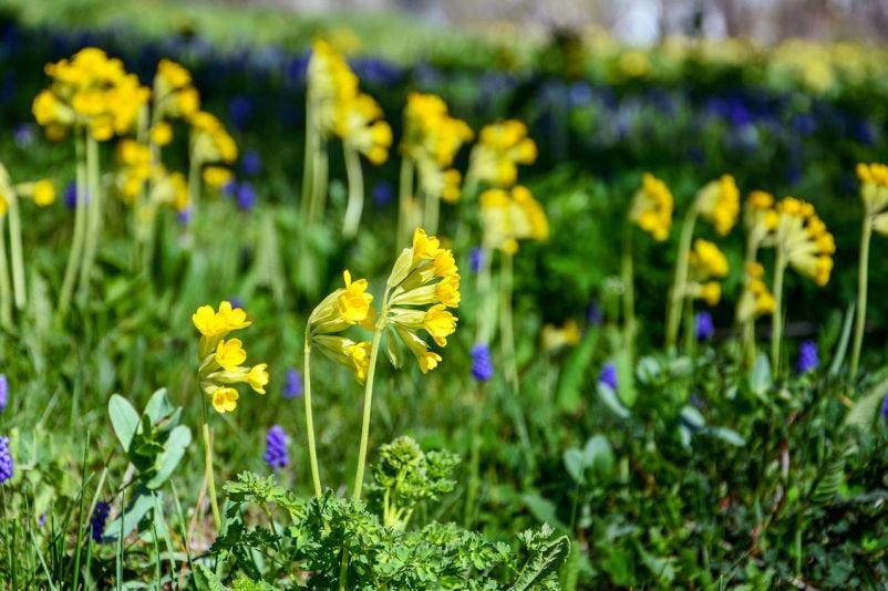 Flores Amarillas: [Especies, Cuidados, Características y Significado]