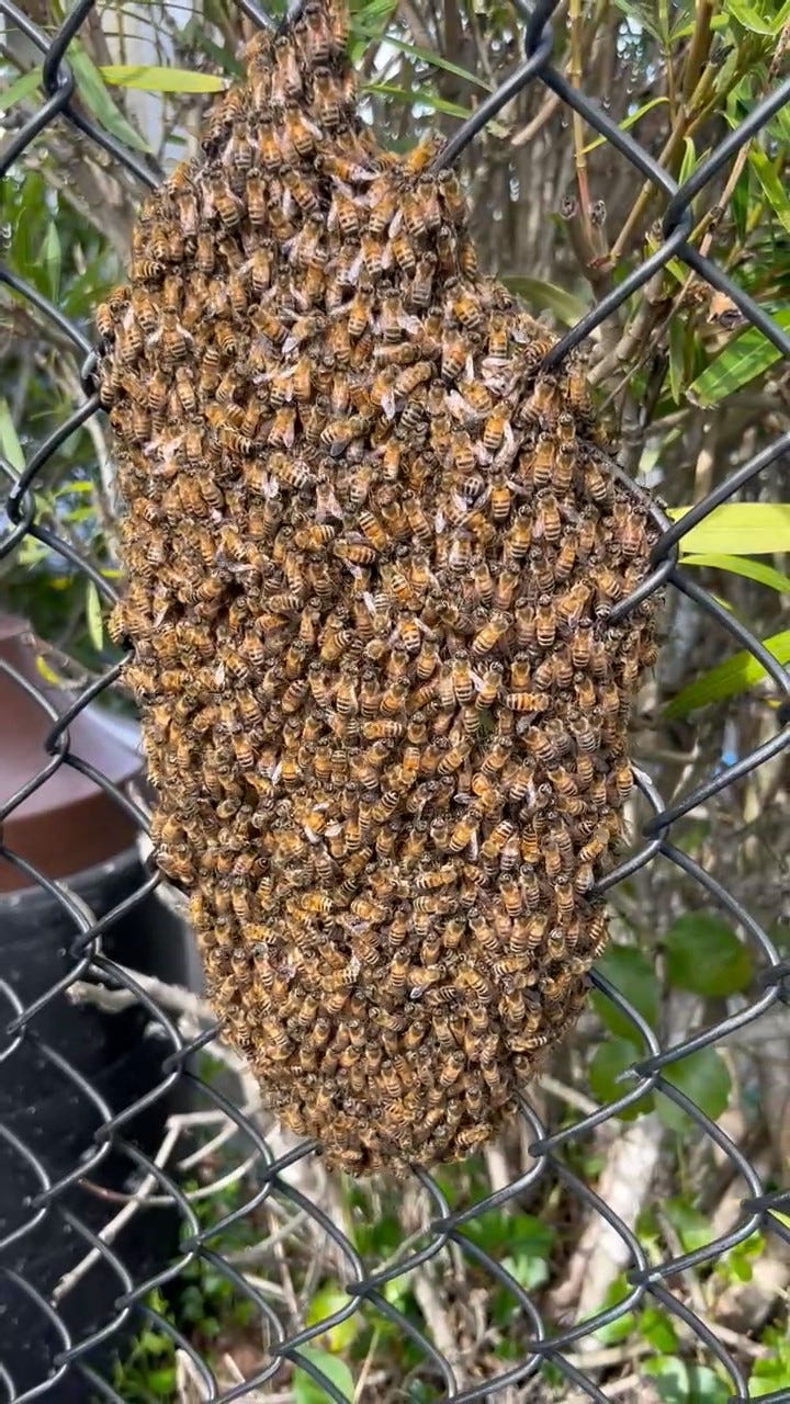 Spring Swarm Prevention & Hive Expansion