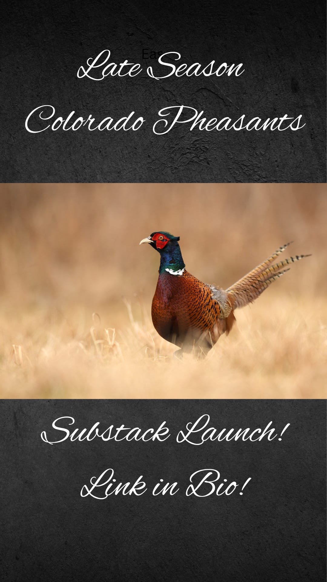 Late December Eastern Colorado Pheasant Hunt