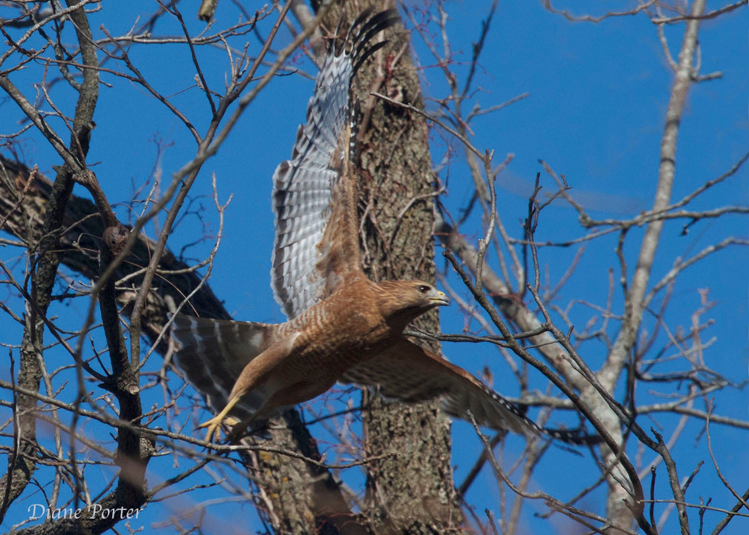 The Love of Red-shouldered Hawks - by Diane Porter