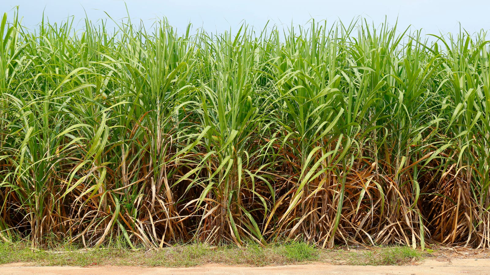 Discovering sugarcane: A sweet plant's history and uses