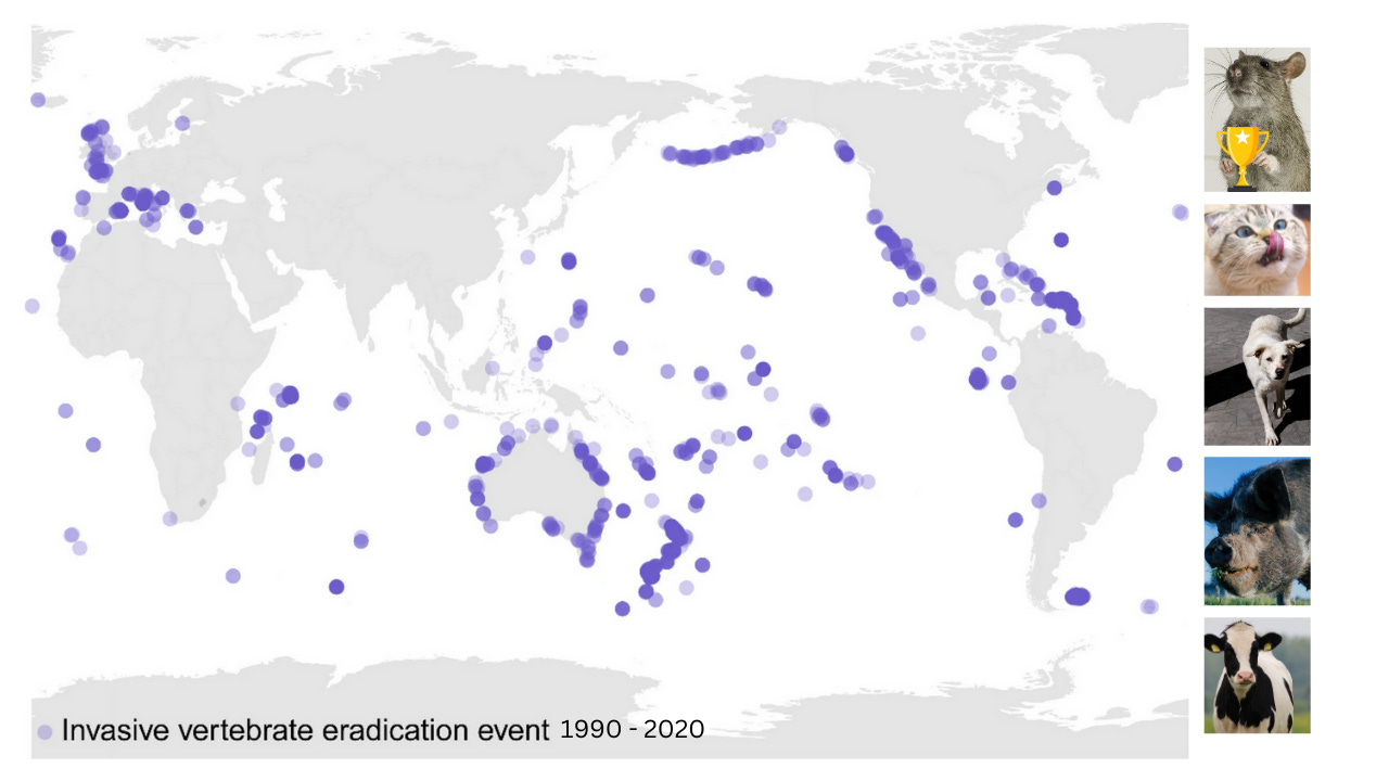 The evolutionary triumph of ‘Rattus Rattus’