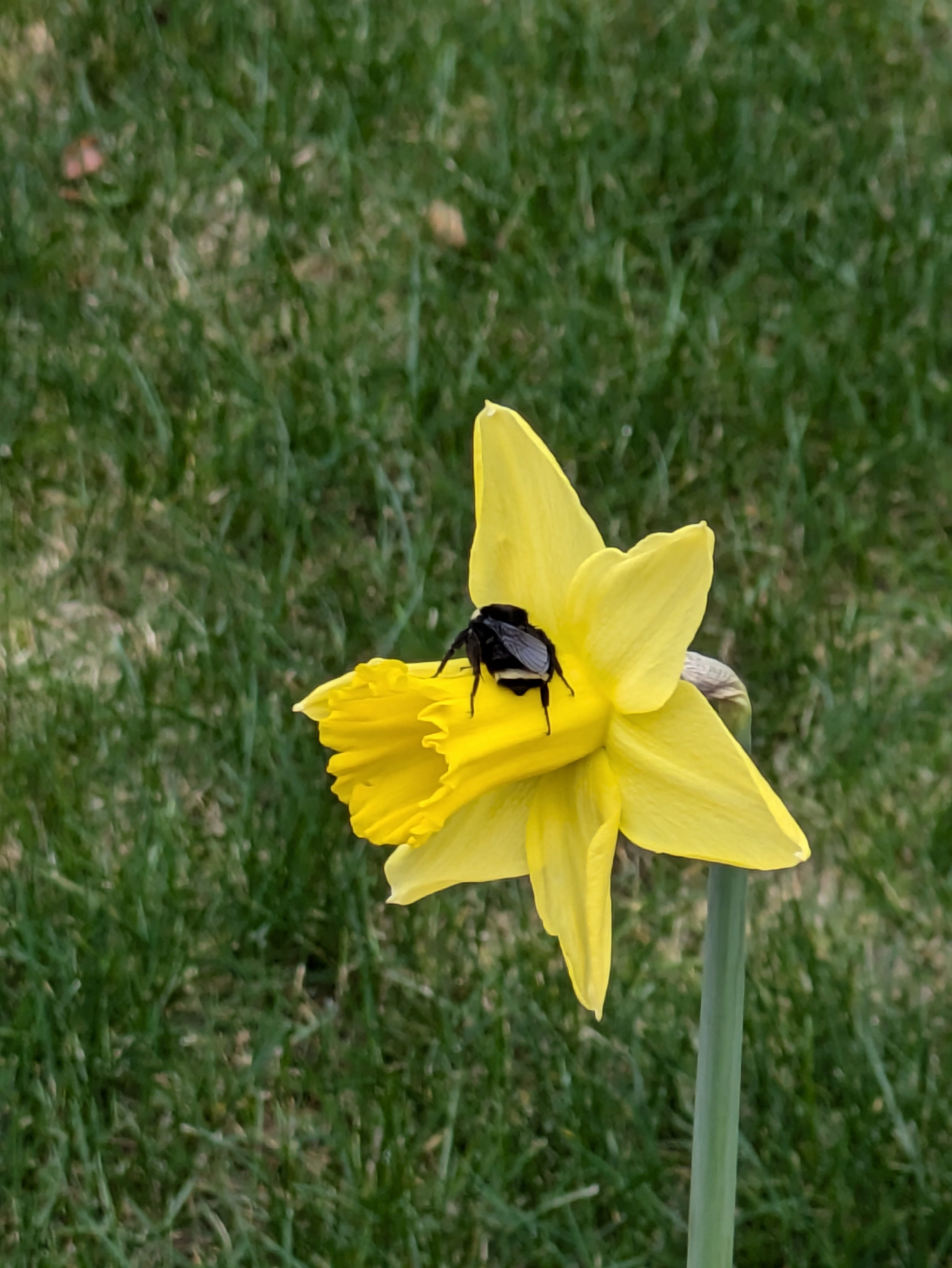 Oh to be a little bee napping on a daffodil... - by Daniela