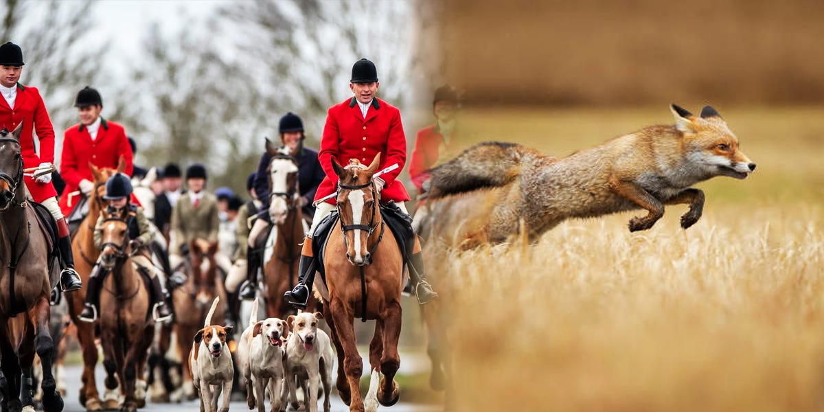 Bolting foxes: Exposing the real face of hunting