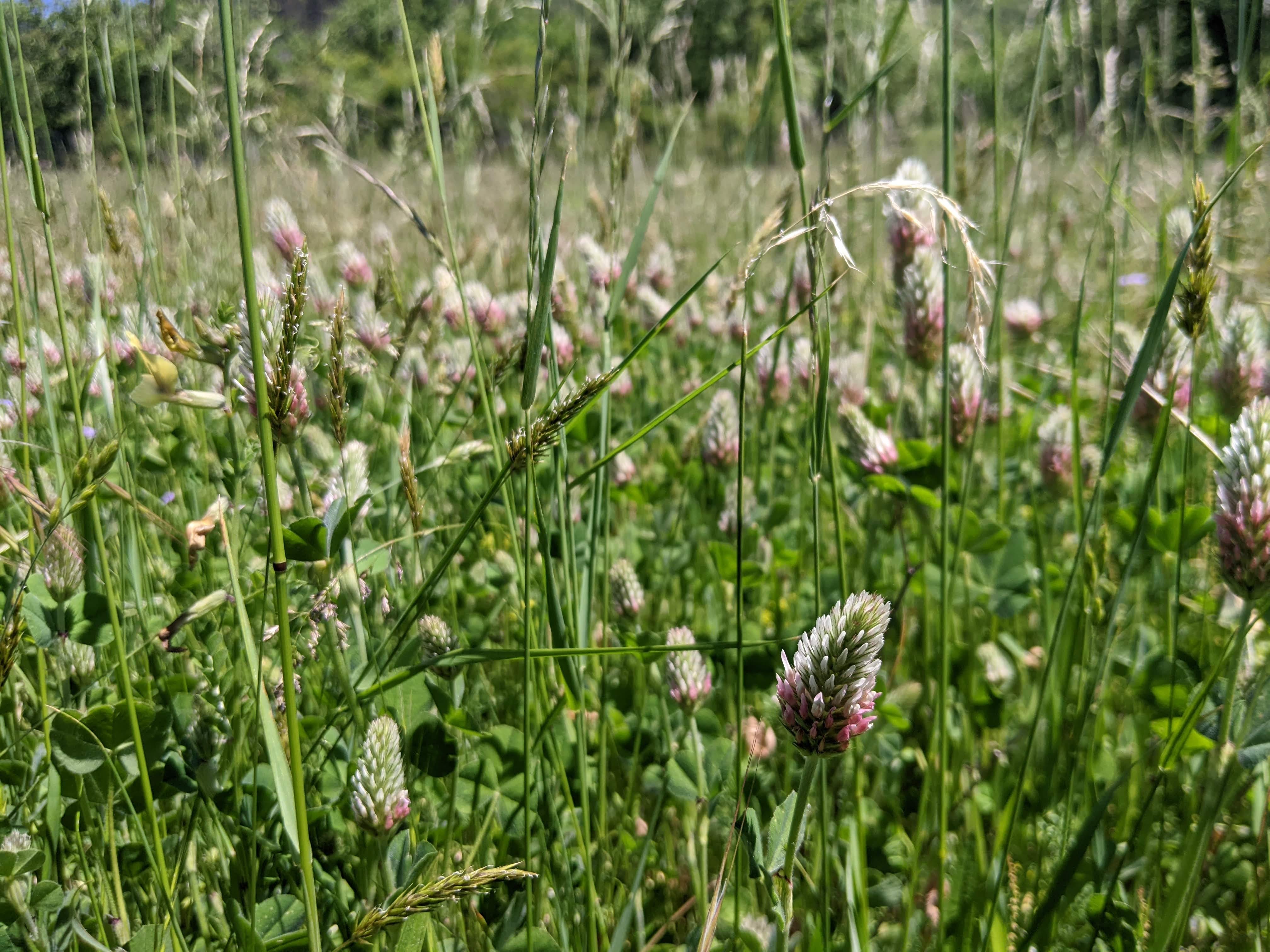 Balkan Ecology Project : Unveiling Nature's Messengers: Indicator Plants