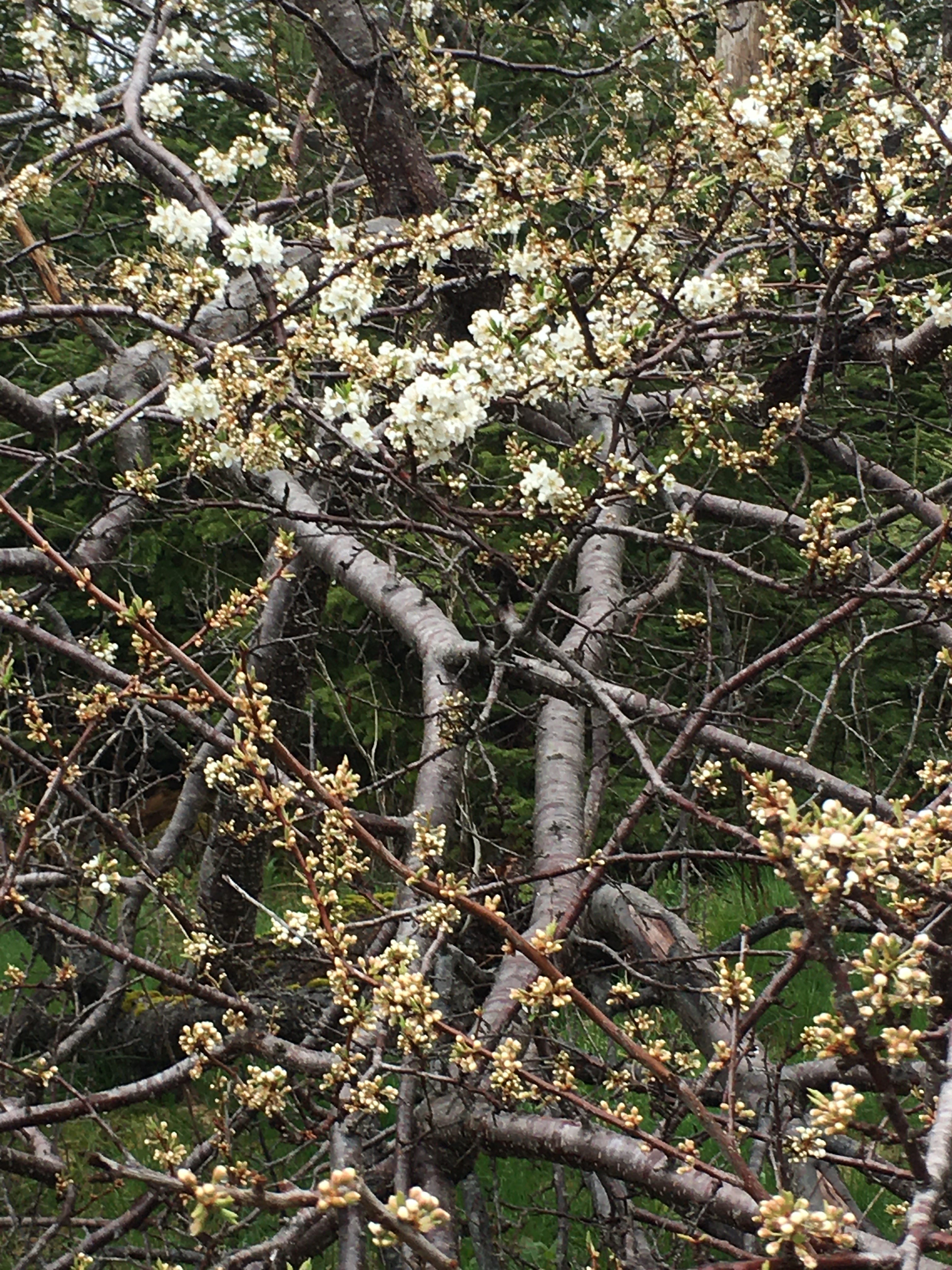 The Plum Tree - by Jan.Morrison - Dispatches