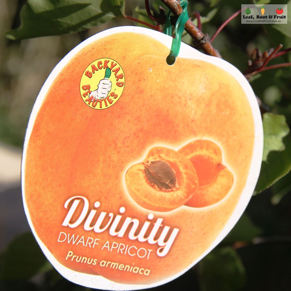 Buying Fruit Trees: The Importance of Choosing the Right Rootstock