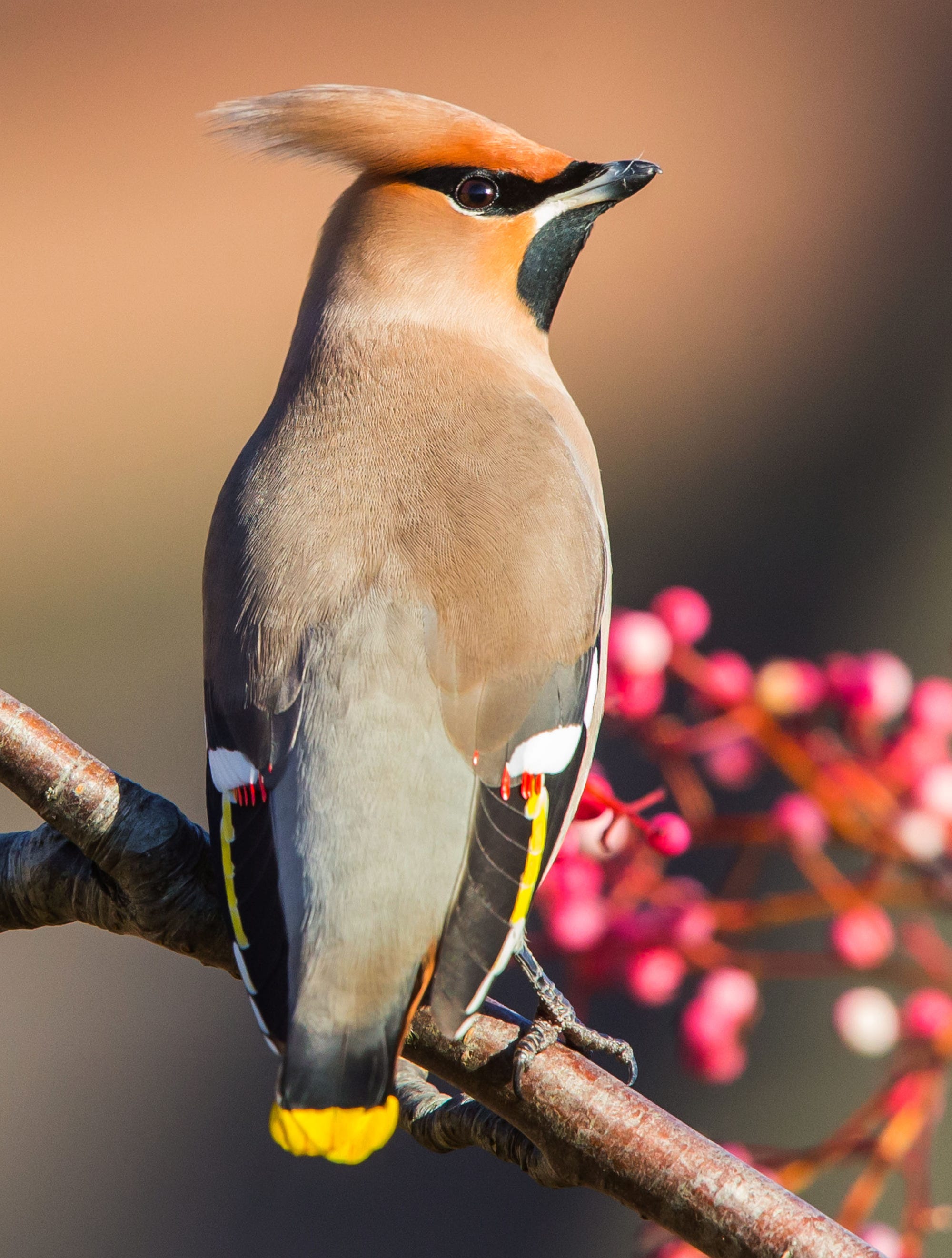 What To Look For In November - by David Bocking