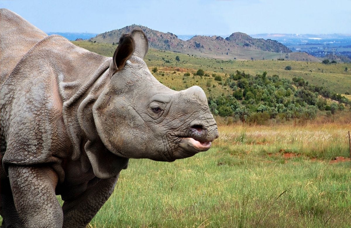 The World's Rarest Animals: Discovering Earth's Elusive Species