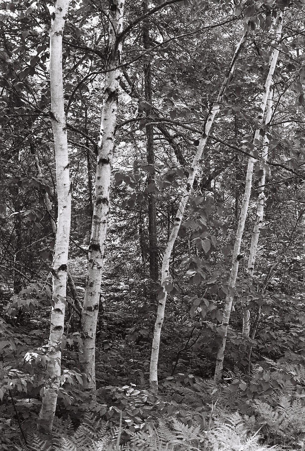 Calliope - by Lauren Smith - Loetry