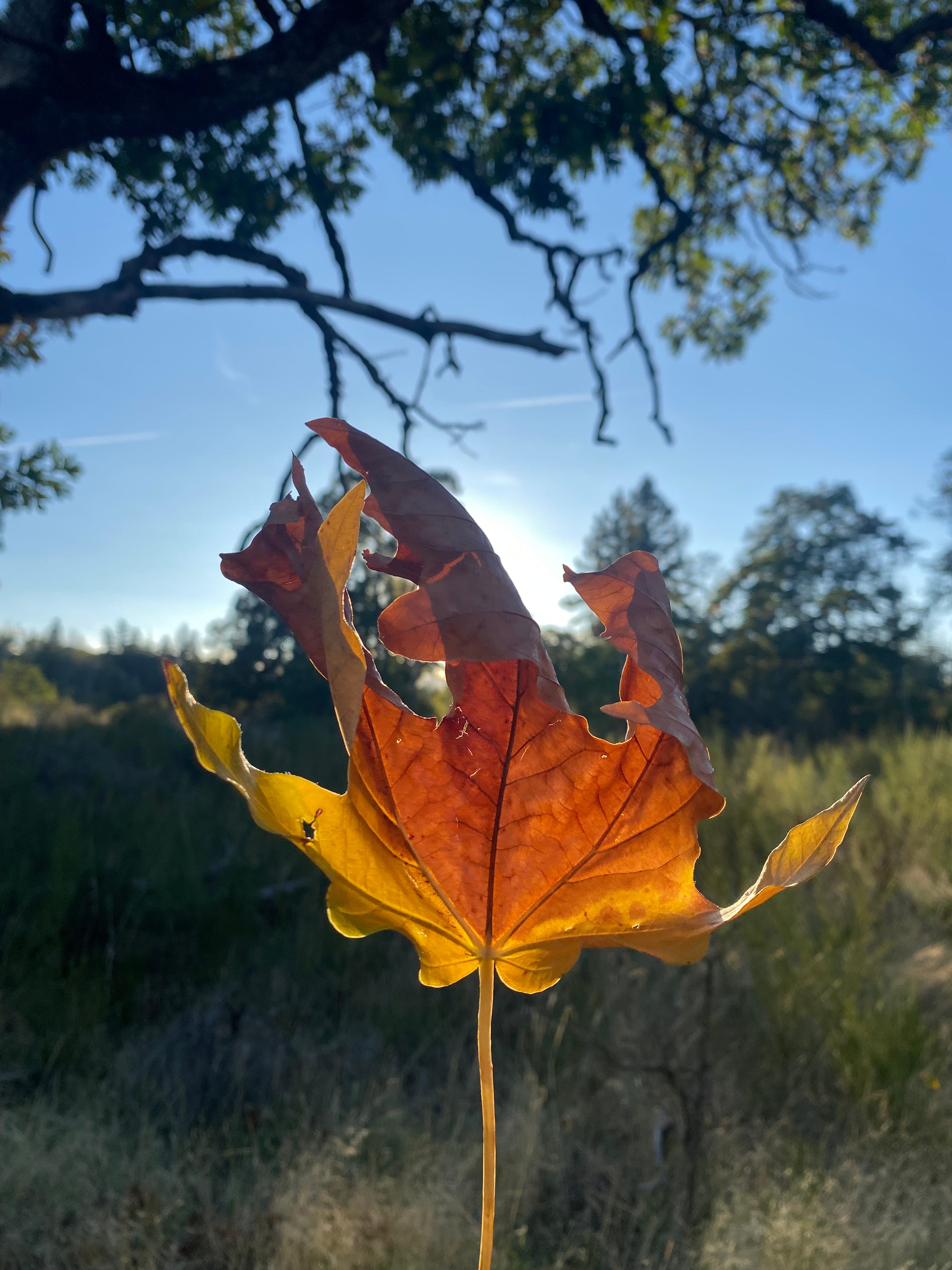 in the low lamplight - by Kara Lee - Gently Downstream