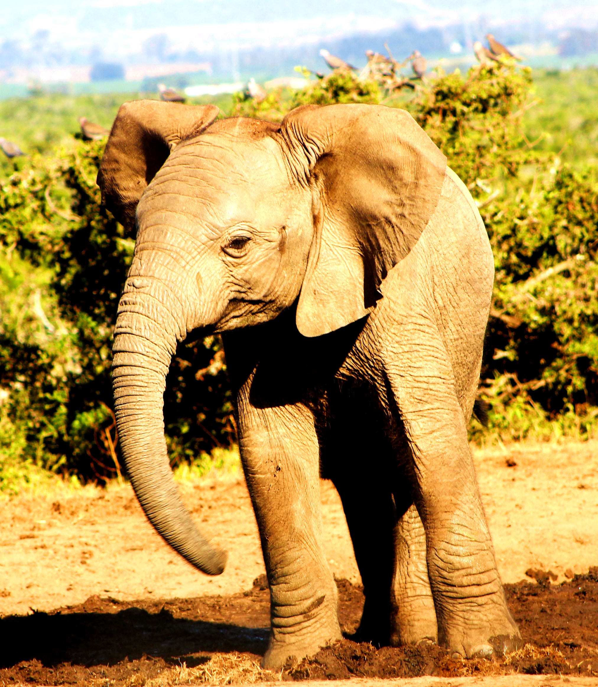"The Procession of the Eqinoxes