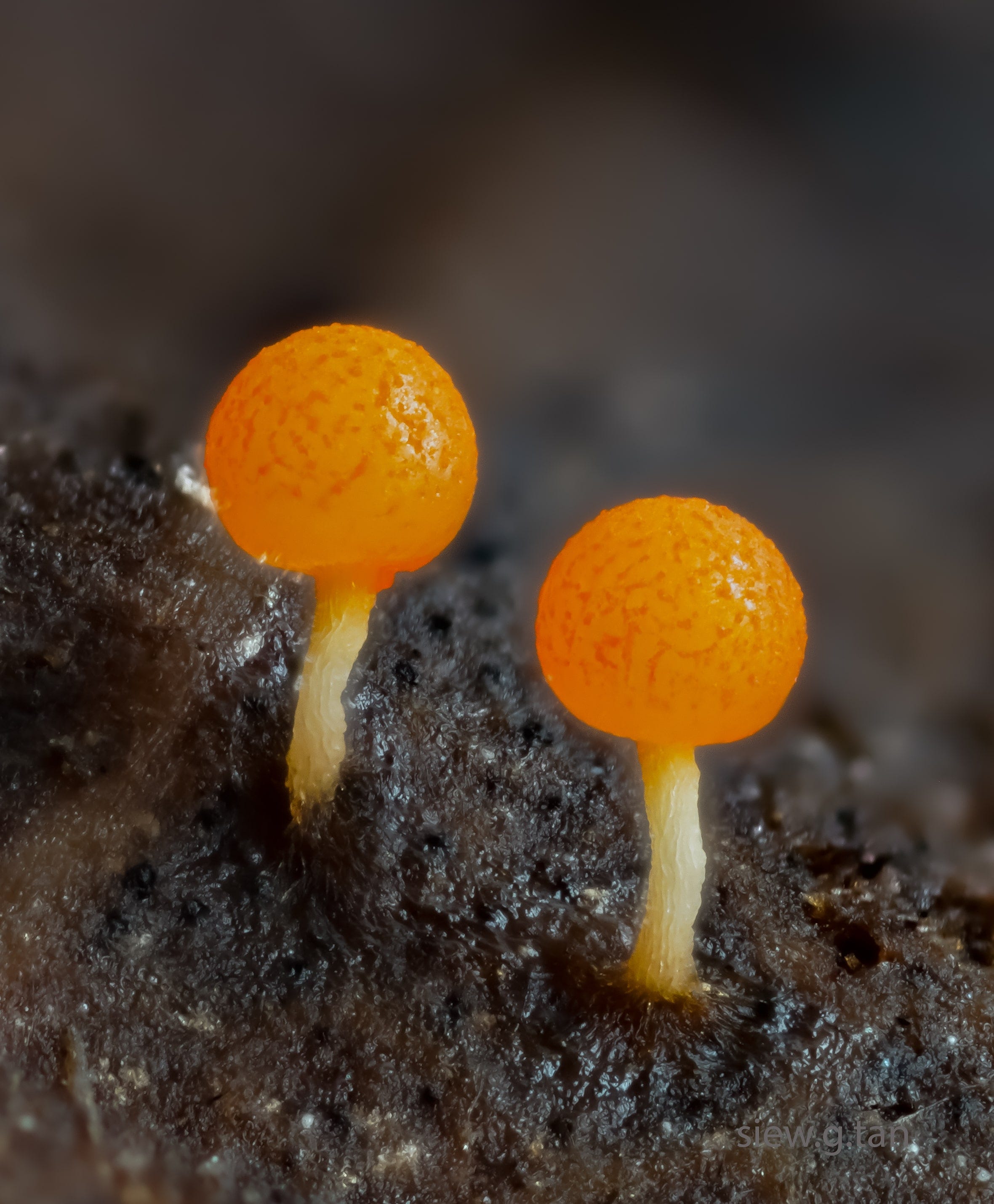 Bringing Slime Molds Into Focus: Myxomycete Photography with Gim Siew Tan